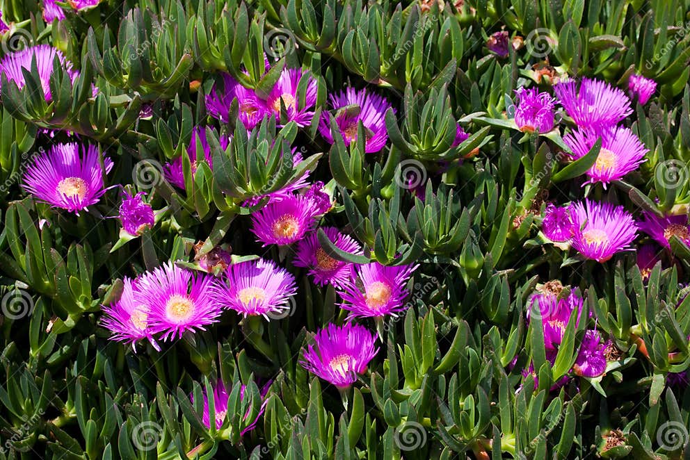 Pigface stock photo. Image of aequilaterus, nature, pigface - 11460444