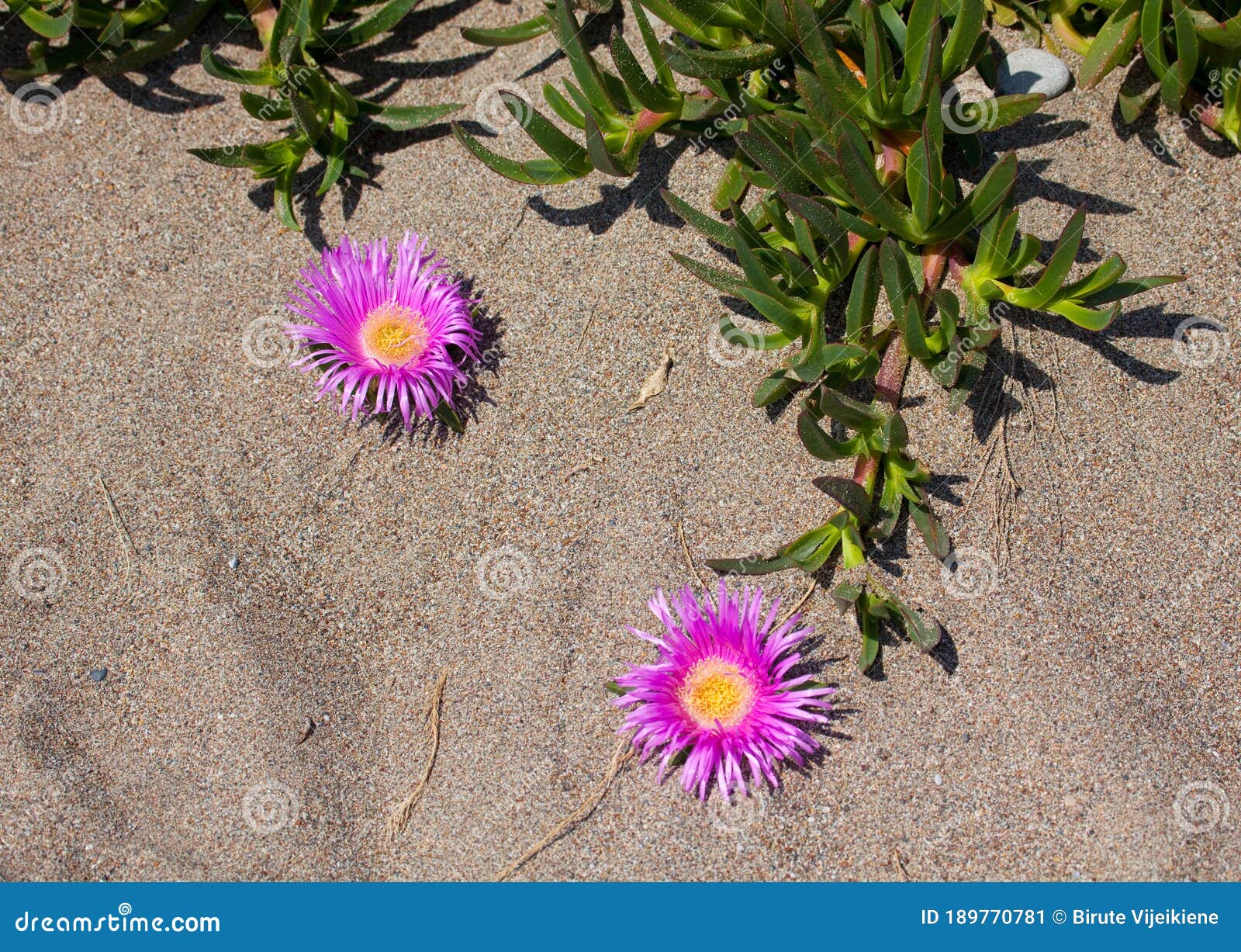 Pigface stock image. Image of sand, dune, bloom, green - 189770781