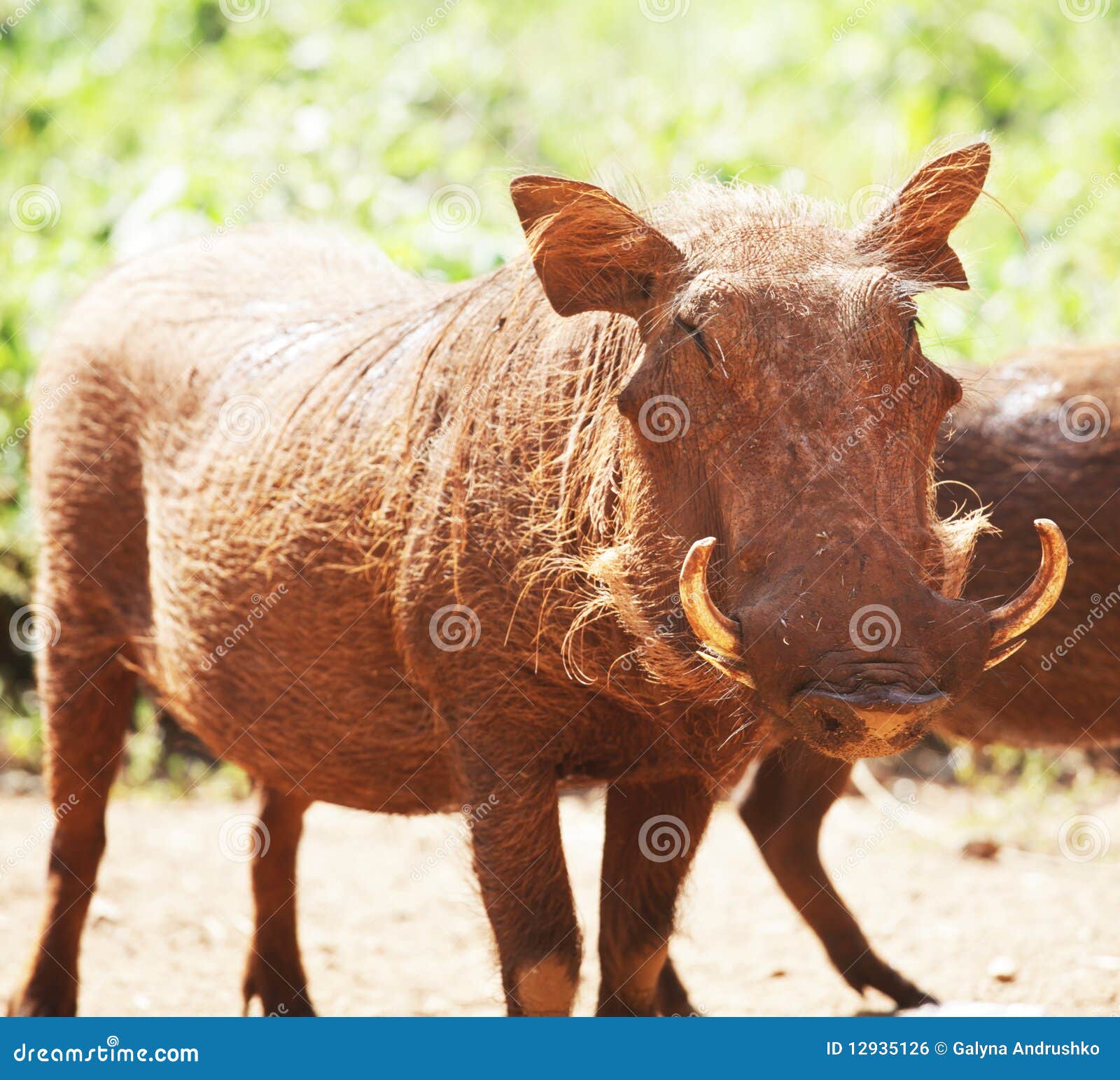Pigg zdjęcie stock. Obraz złożonej z naturalny, dziki - 12935126