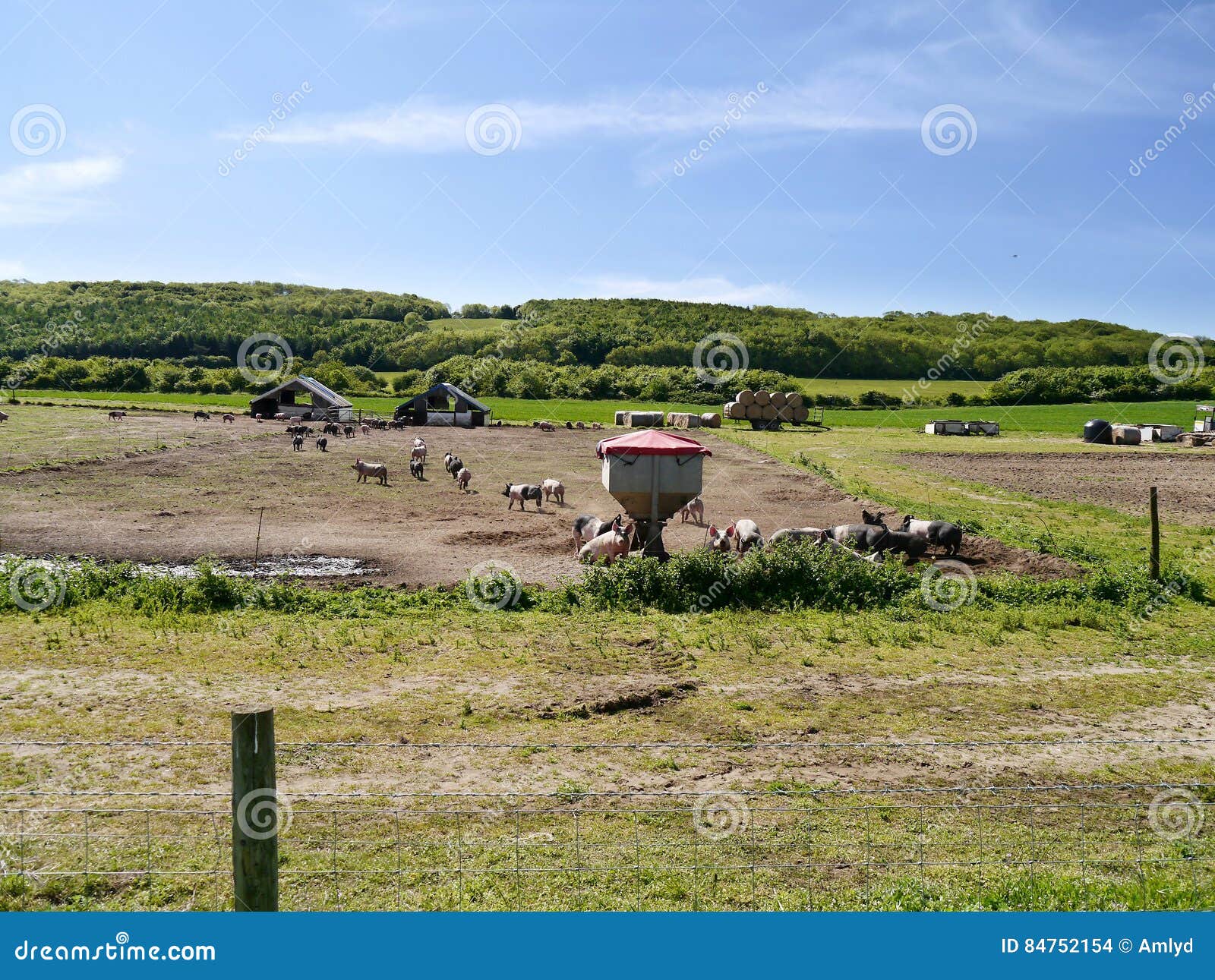 Piggery in the countryside stock photo. Image of appealing - 84752154