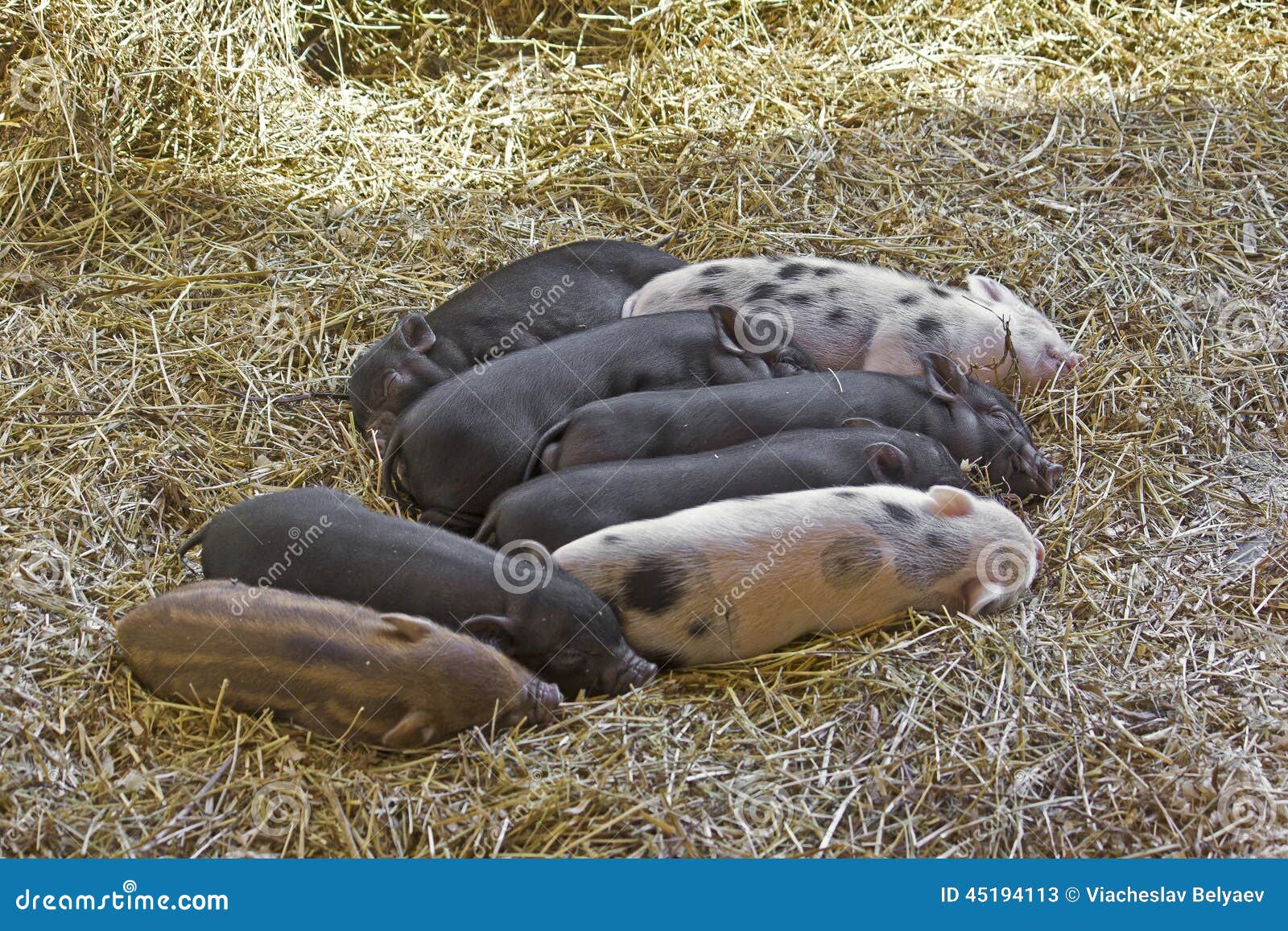 Piggery stock image. Image of farm, piggery, mammal, animal - 45194113