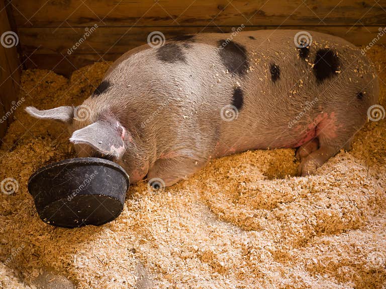 Pigging Out stock image. Image of greed, bacon, barn - 21207607