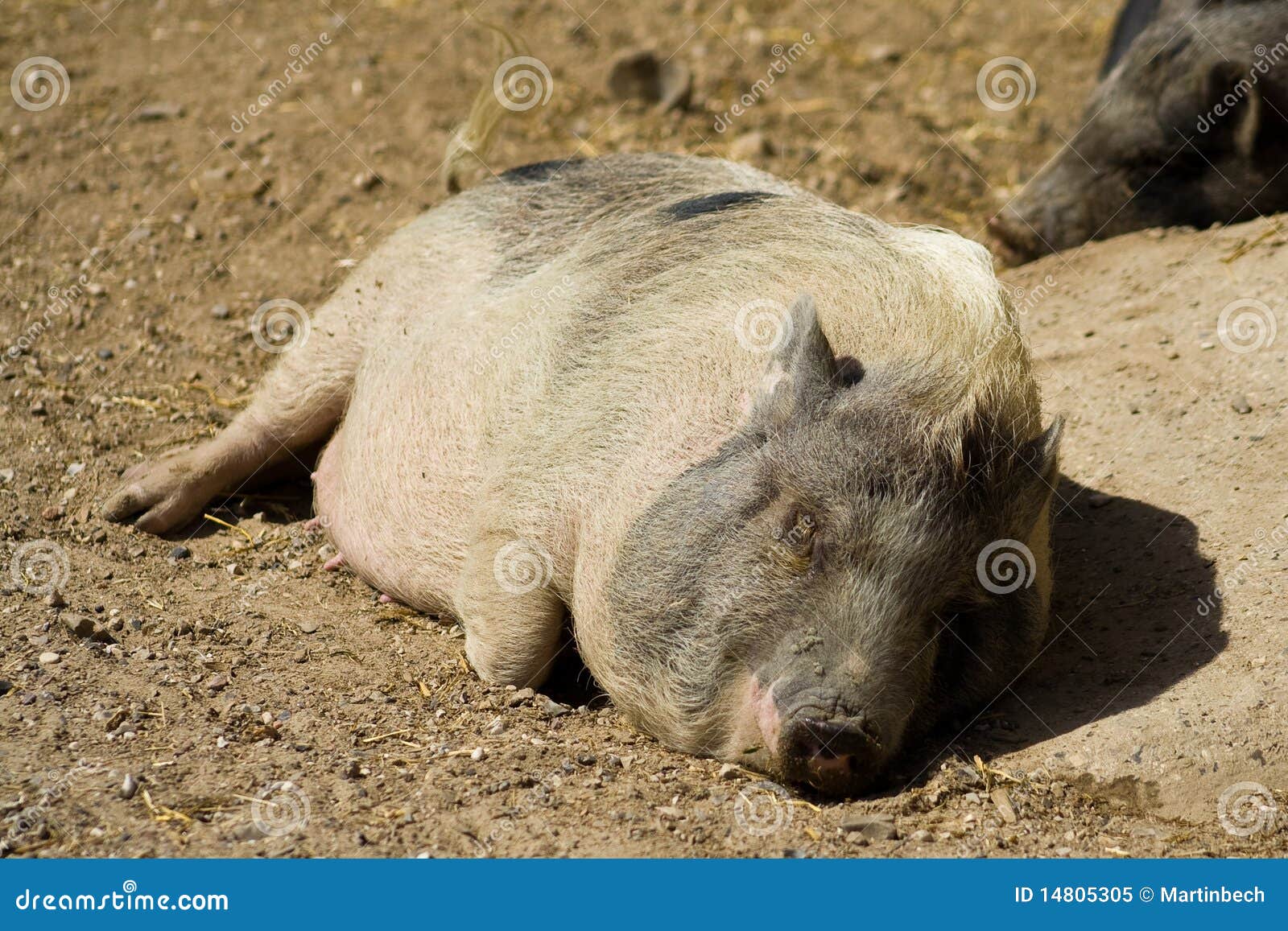 Piggy stock image. Image of hairy, nature, farming, boar - 14805305