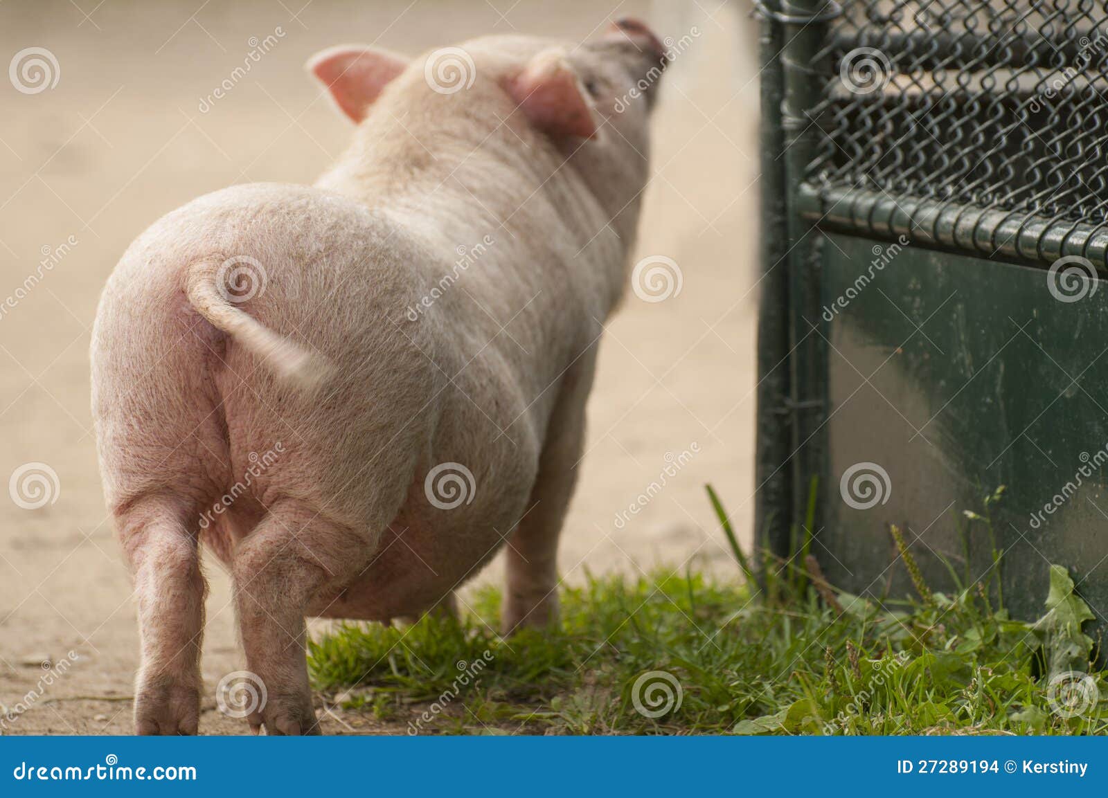 Piggy stock photo. Image of farmhouse, fauna, friend - 27289194