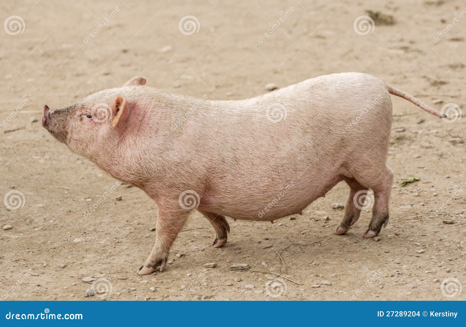 Piggy stock photo. Image of teachable, amusing, animal - 27289204
