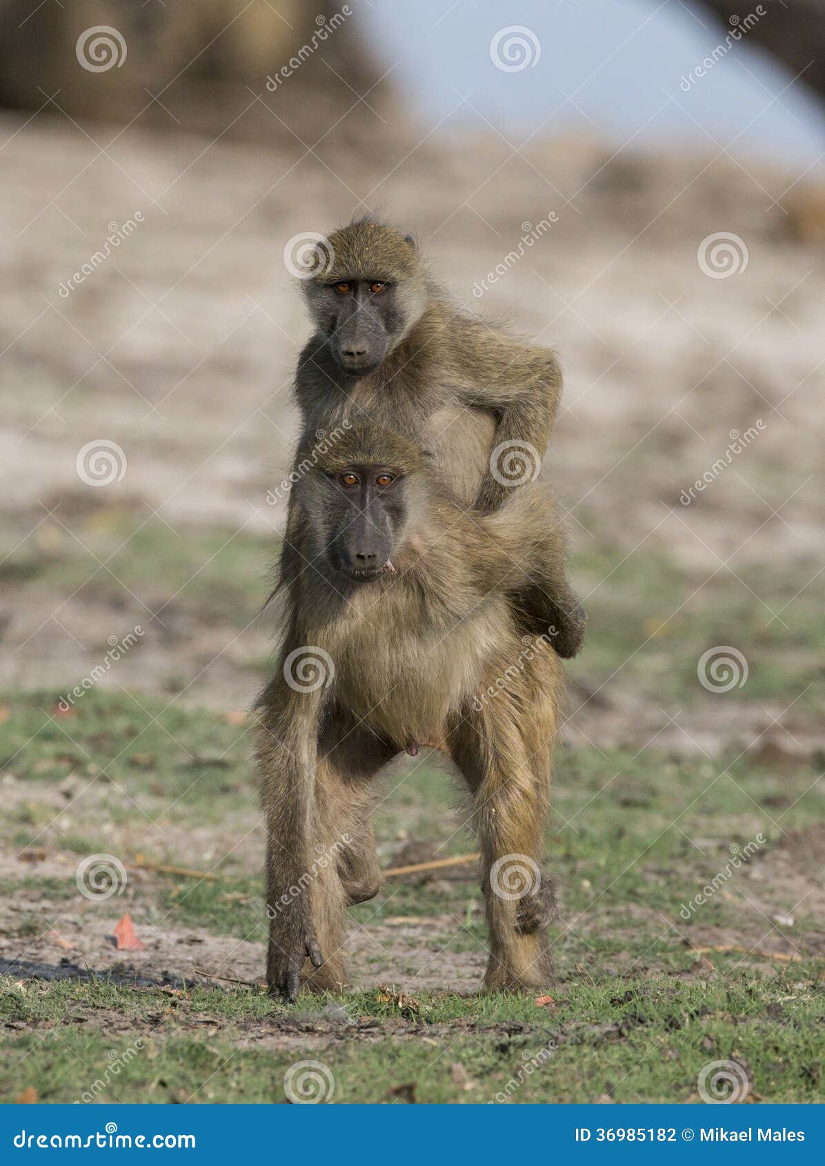 Piggy back riding time stock photo. Image of aggresive - 36985182