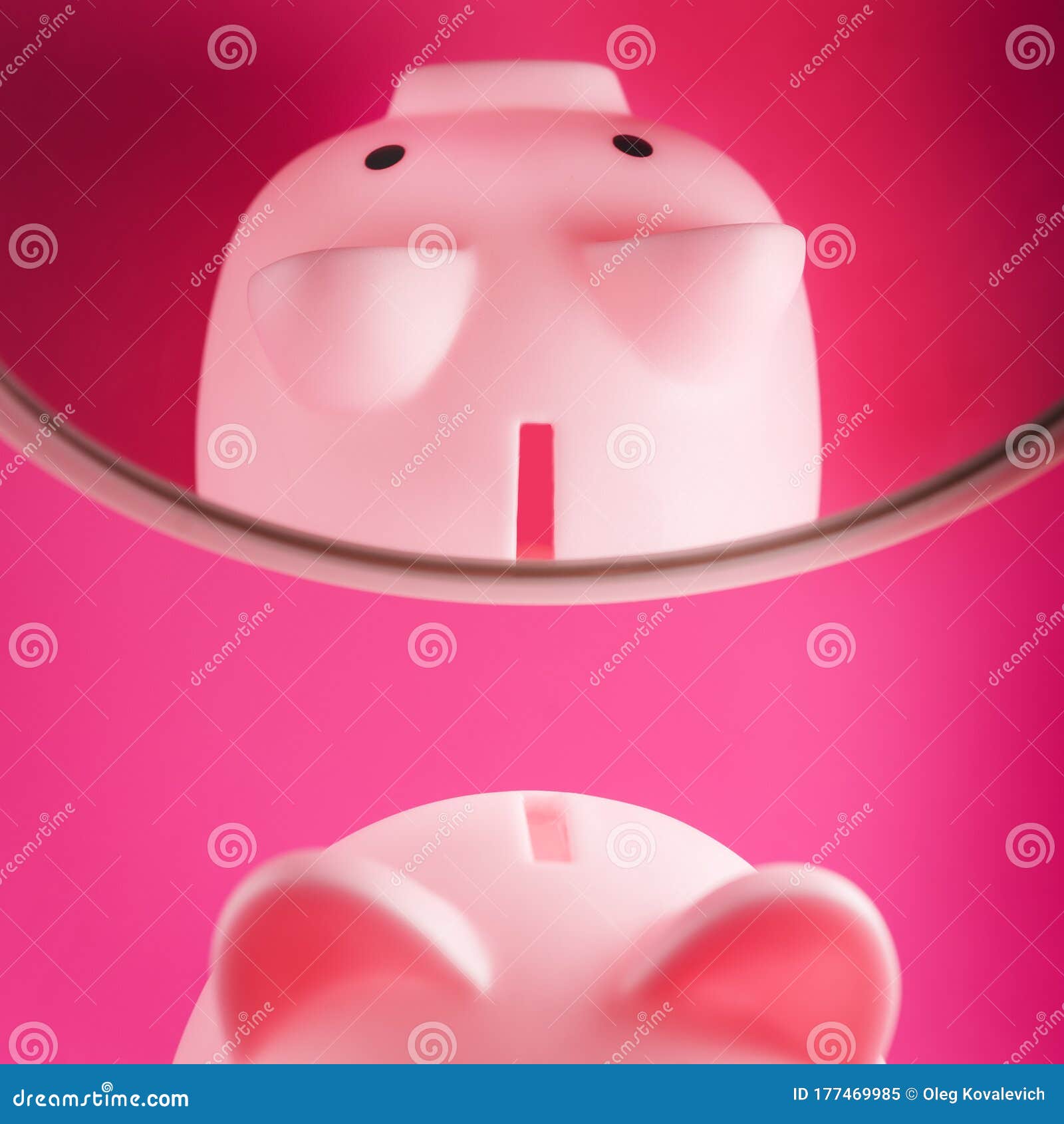 Piggy Pig Pink in Mirror Reflection on Solid Background with Hard Light ...