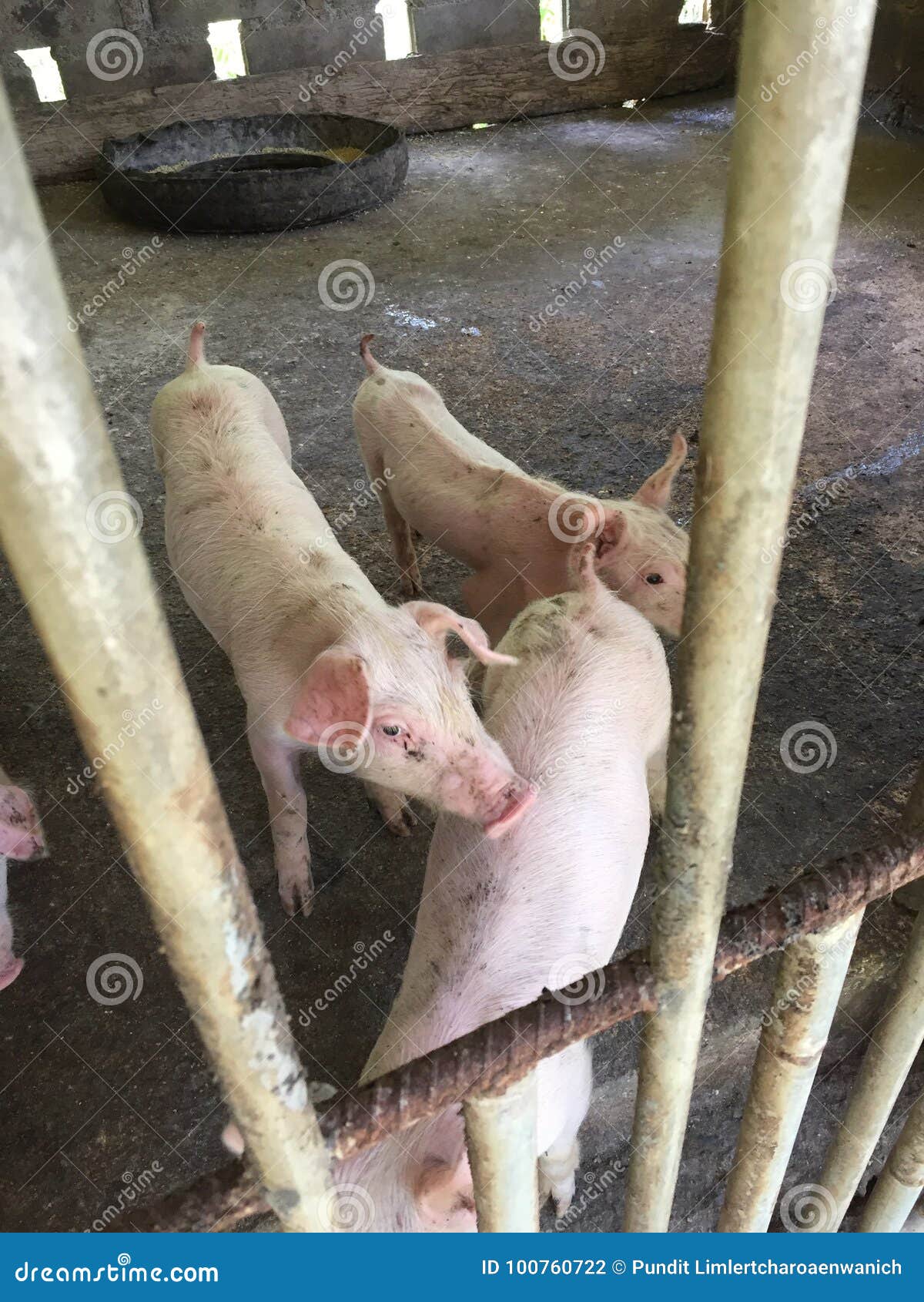 Piggy stock photo. Image of fram, thai, piggy, cute - 100760722