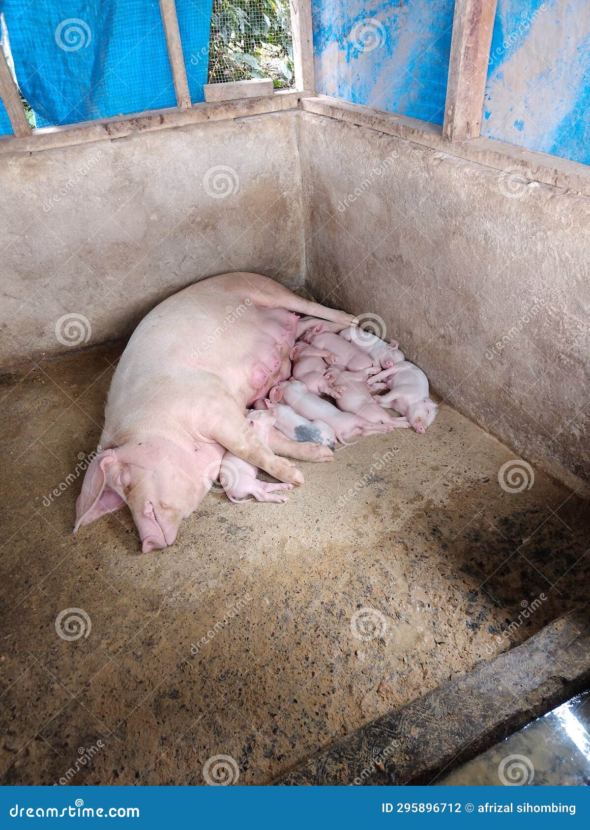 Piggy-wiggy birth stock photo. Image of animal, piggy - 295896712