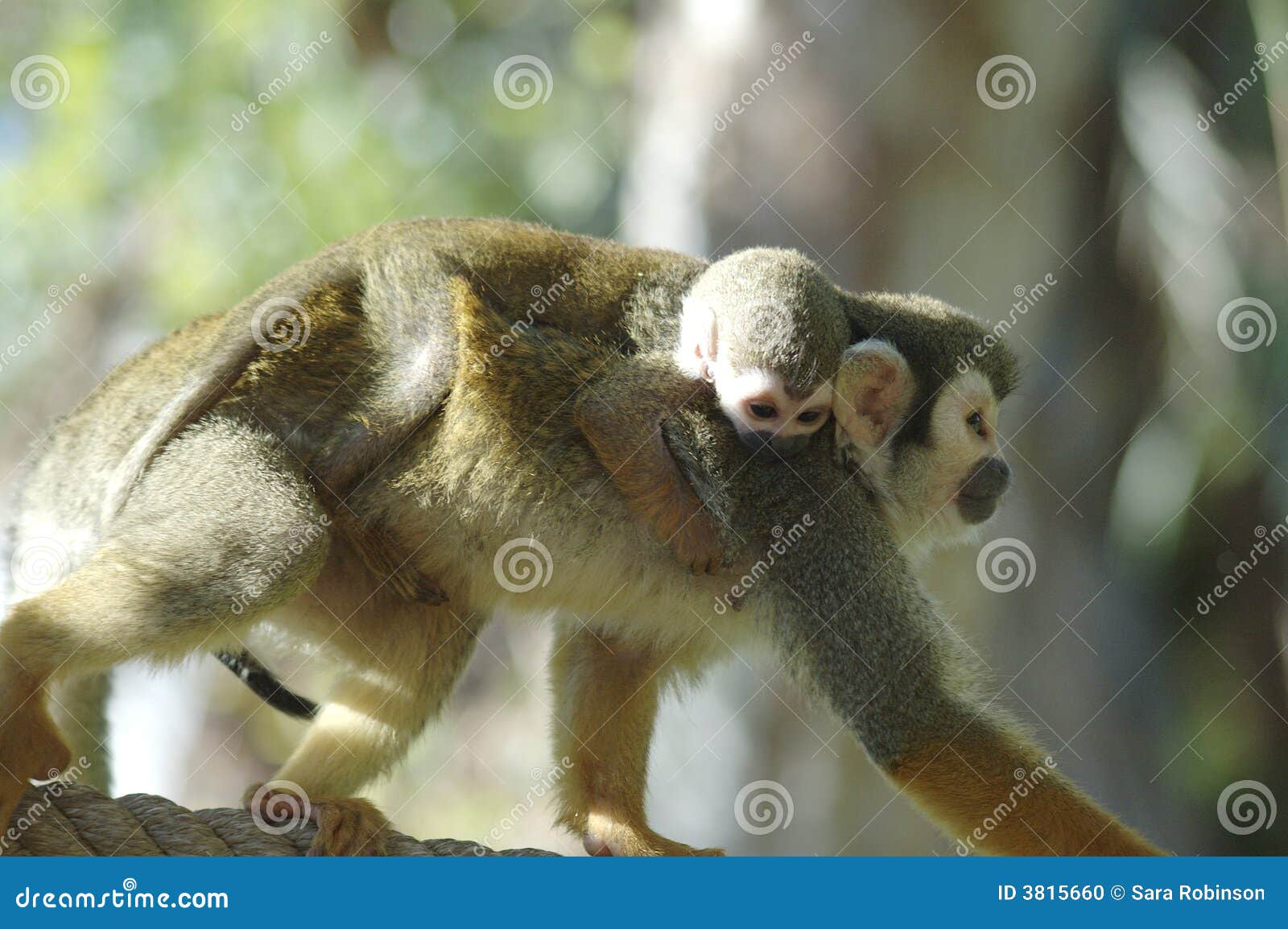 Piggyback stock photo. Image of monkey, affection, bond - 3815660