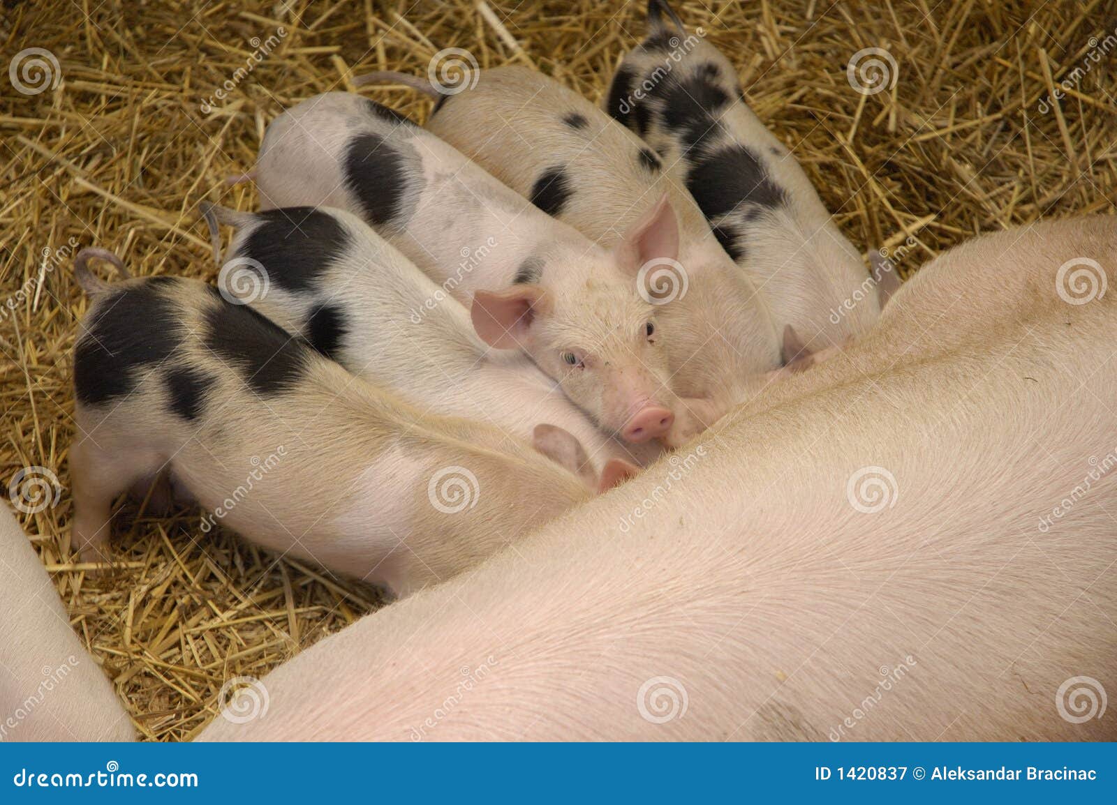 Piggys Royalty Free Stock Photography - Image: 1420837