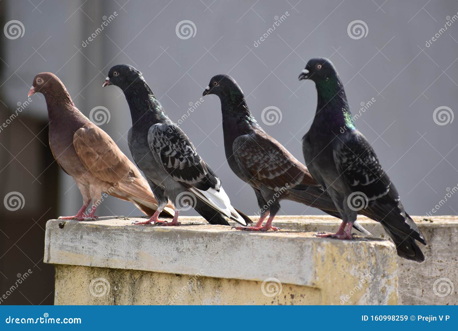 Pigion Bird Pets Cute Beautiful Stock Image - Image of pigion ...