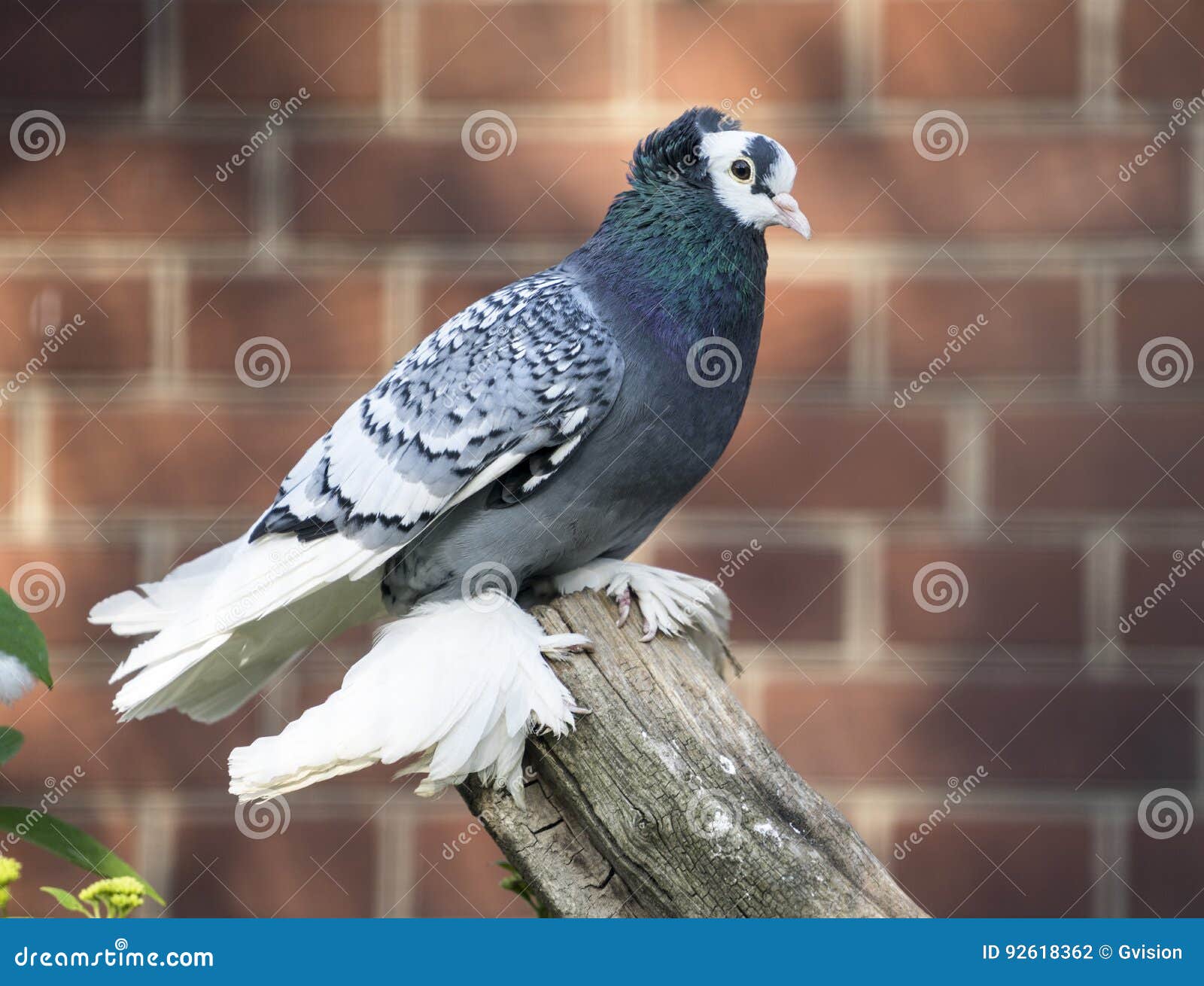 Pigion de fantaisie photo stock. Image du avien, multiplication - 92618362