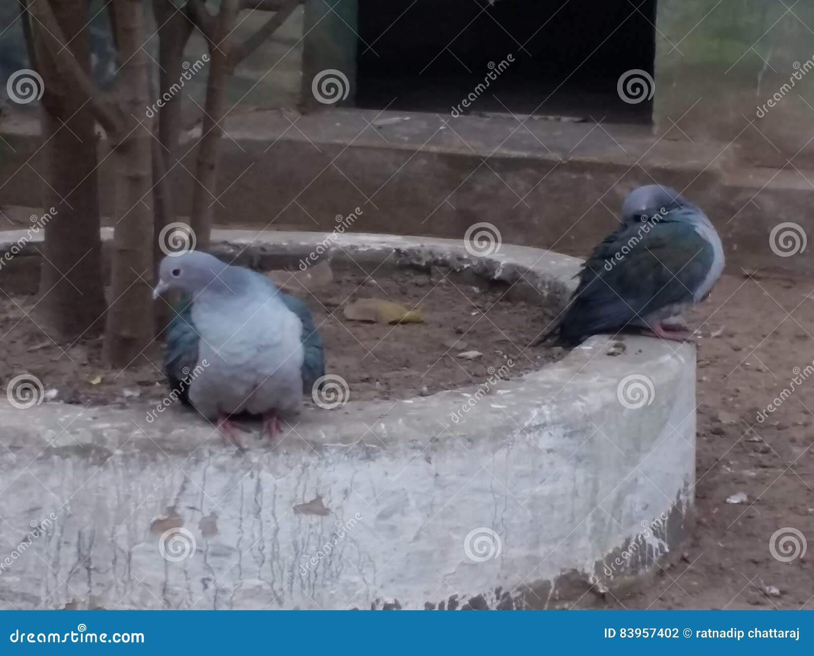 Pigions stock photo. Image of sweet, local, cute, pigions - 83957402