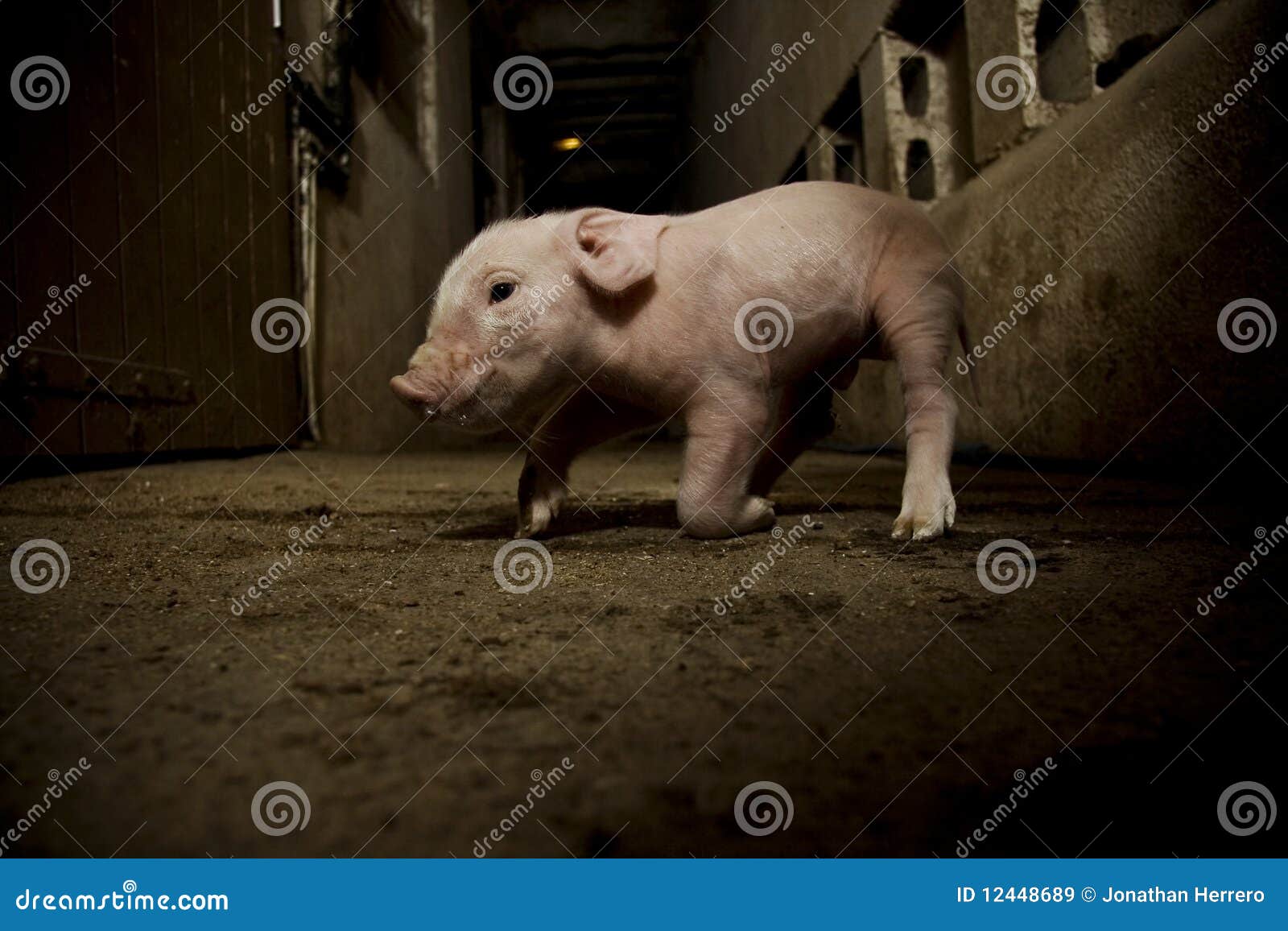 Piglet stock image. Image of piglet, farm, livestock - 12448689
