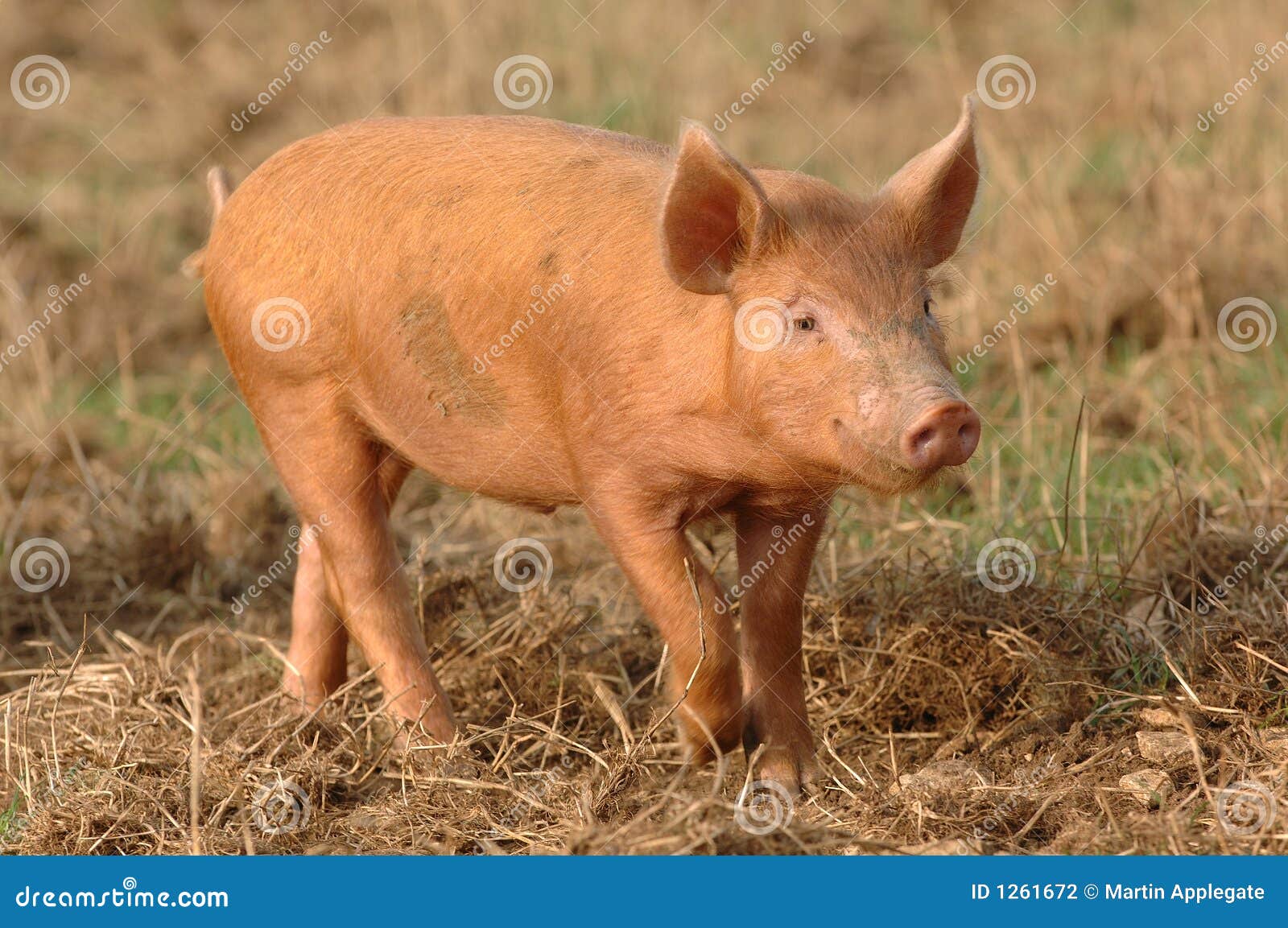 A Piglet stock photo. Image of agriculture, field, farm - 1261672