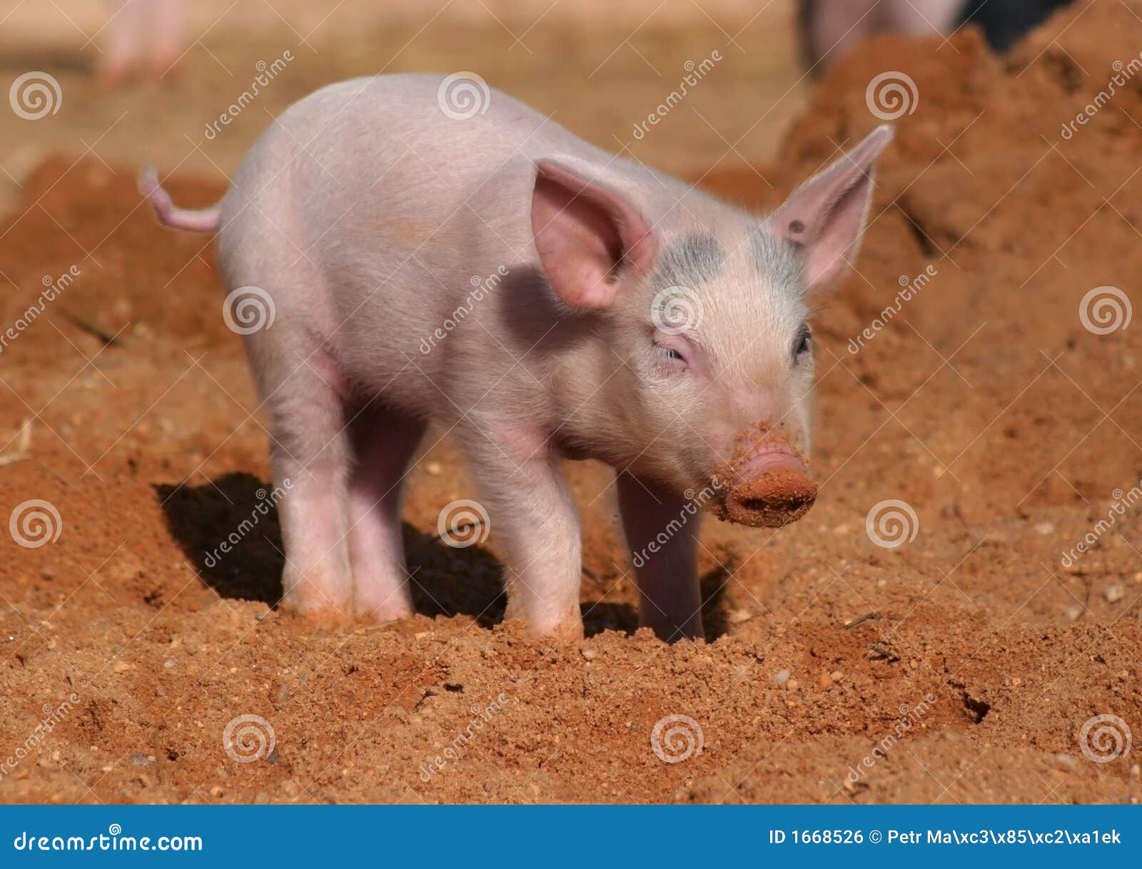 Piglet stock photo. Image of piggy, domestic, pigling - 1668526