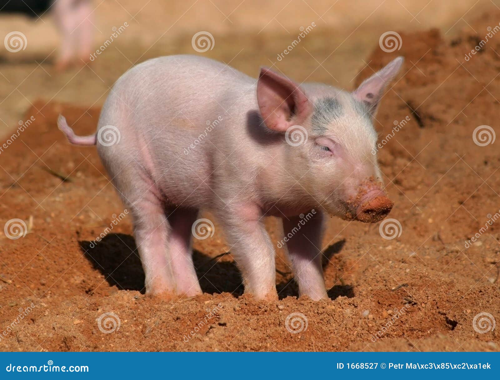 Piglet stock image. Image of piggy, pigling, young, small - 1668527