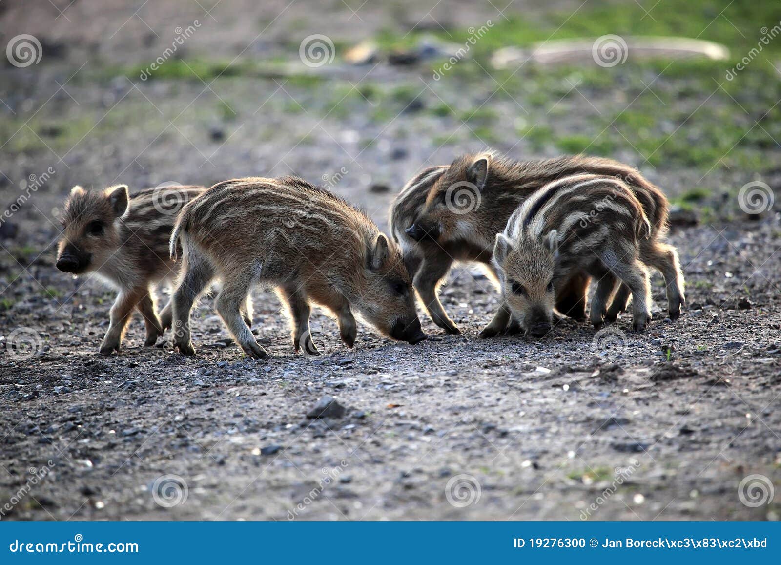 Shoat Cartoons, Illustrations & Vector Stock Images - 102 Pictures to ...