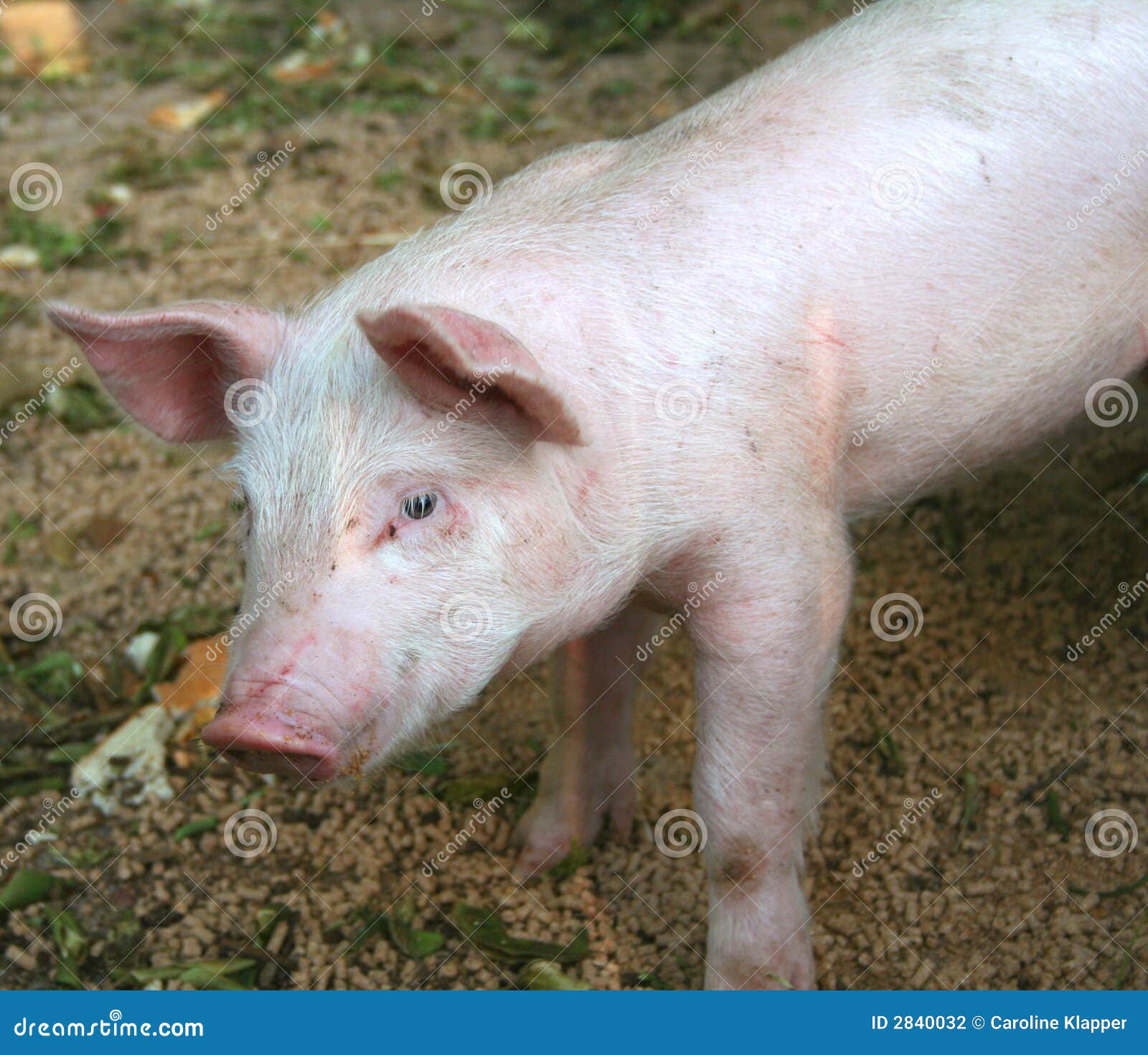 Piglet stock photo. Image of farm, product, food, head - 2840032