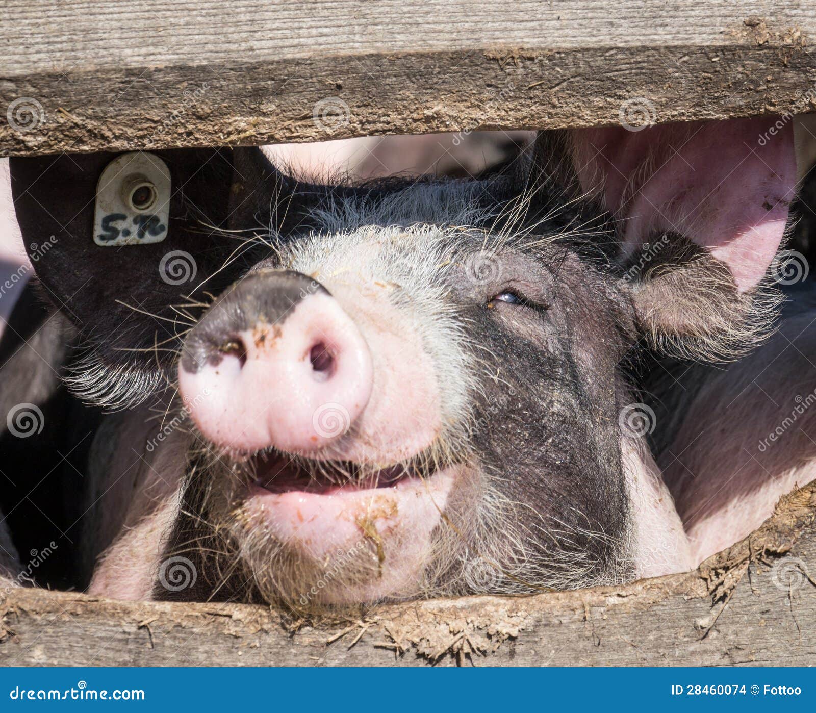 Piglet stock photo. Image of domestic, stable, pink, gray - 28460074