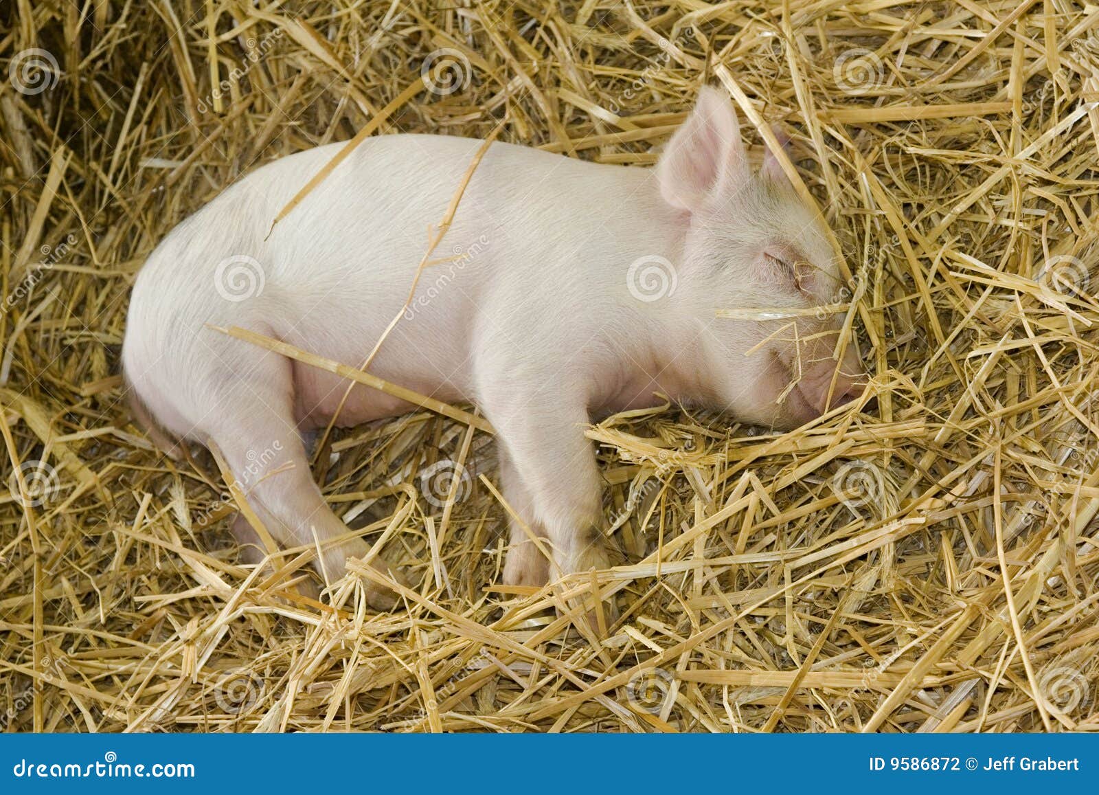 Piglet stock photo. Image of sleeping, animal, straw, barn - 9586872