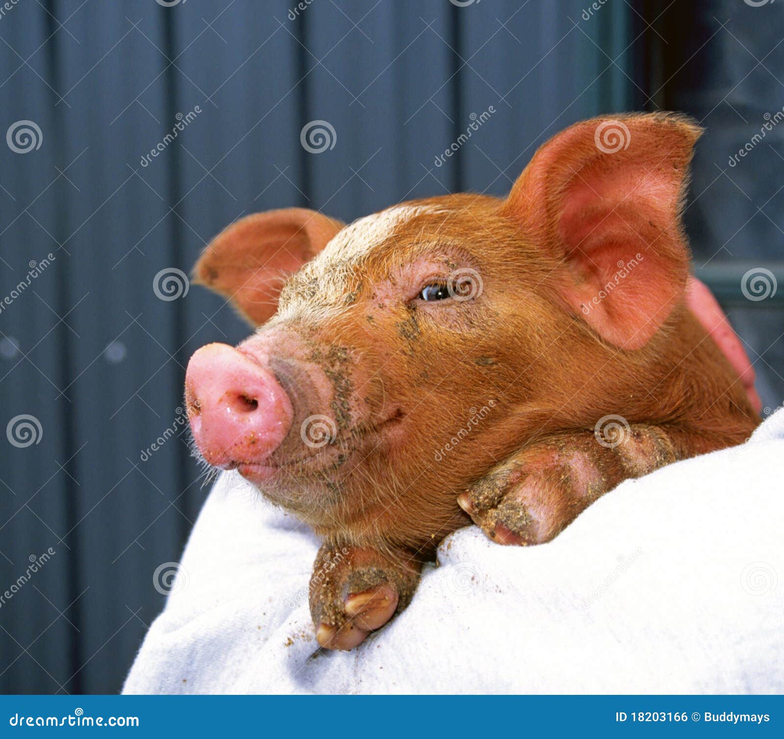 Piglet Being Held by a Farmer Stock Photo - Image of piglet, farming ...
