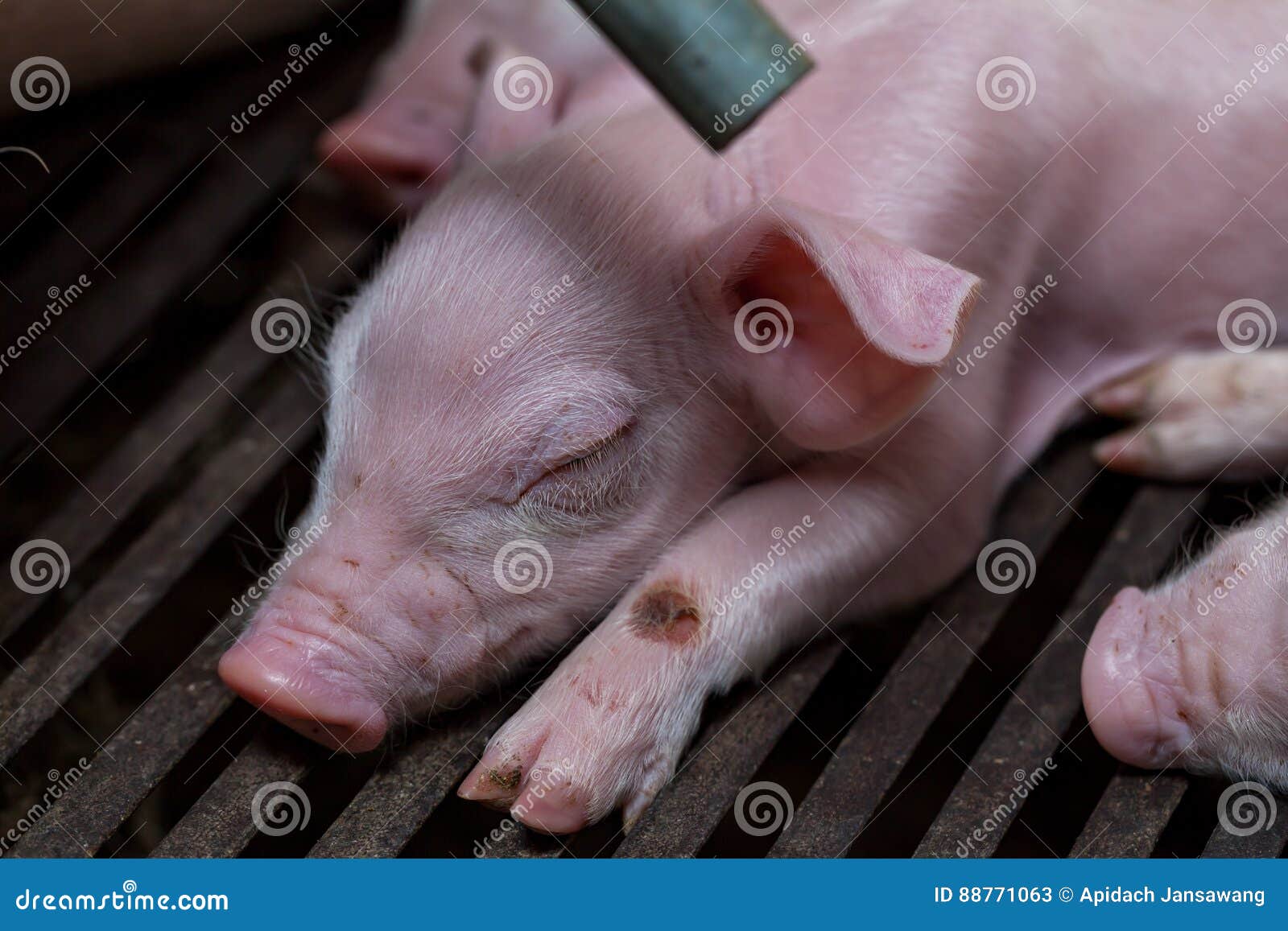 Piglet Birth Day after the Mother Pig Feeding Finished. Stock Image ...