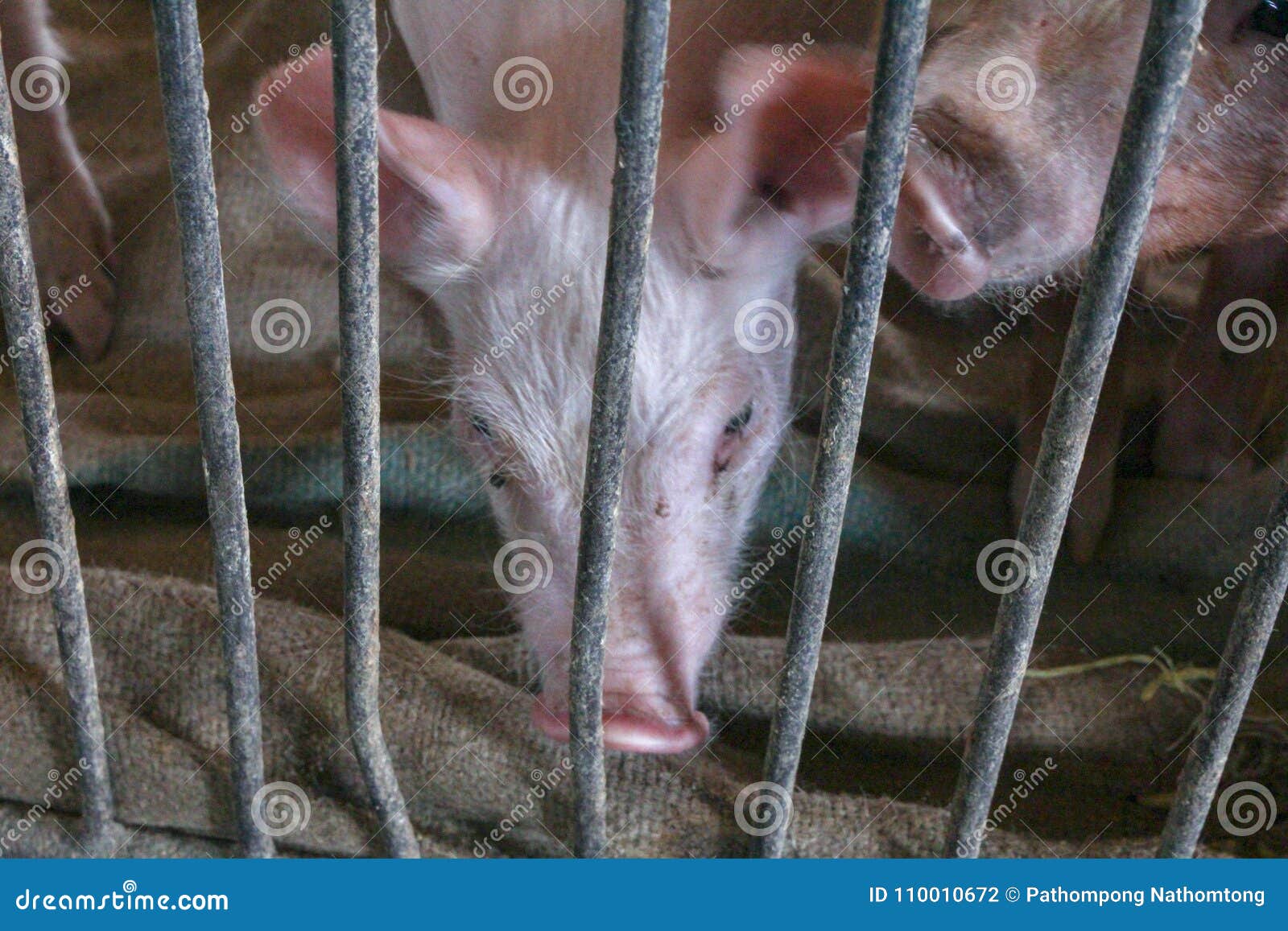 Piglet in the cage stock photo. Image of piggery, nose - 110010672