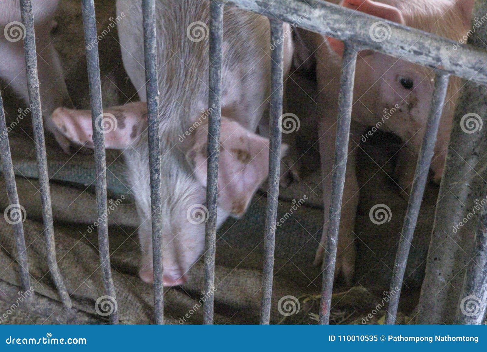 Piglet in the cage stock image. Image of food, domestic - 110010535