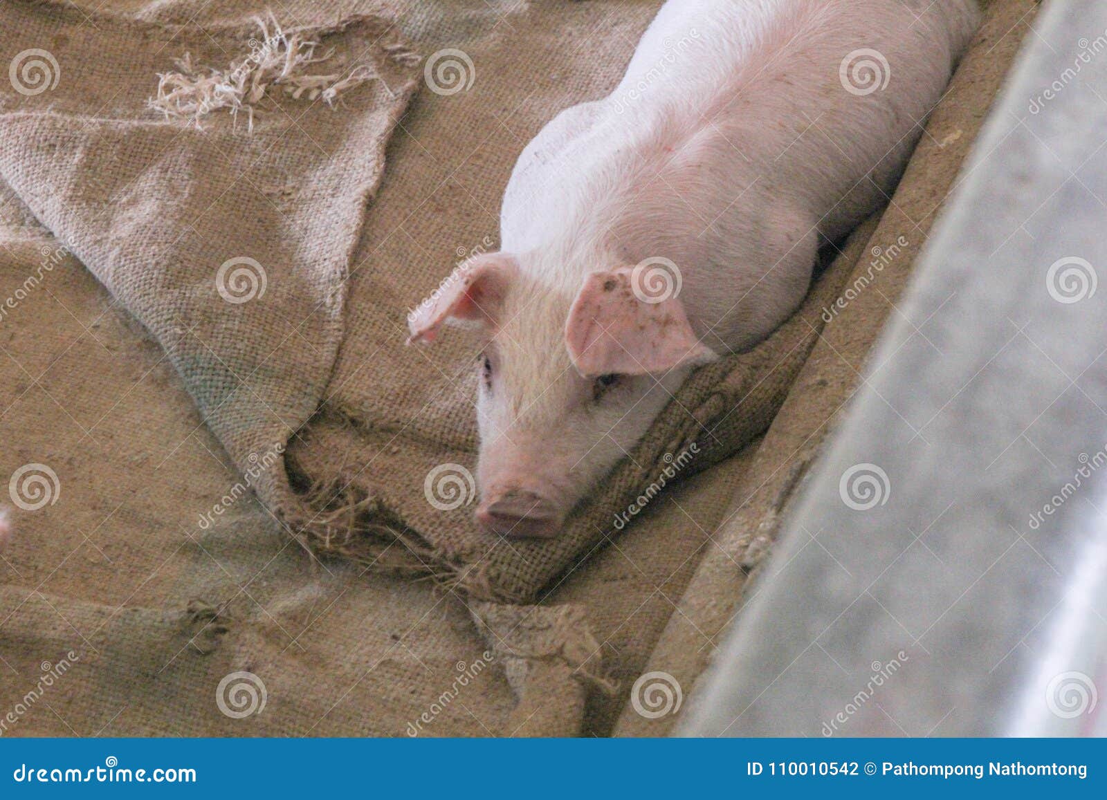 Piglet in the cage stock photo. Image of piggy, group - 110010542