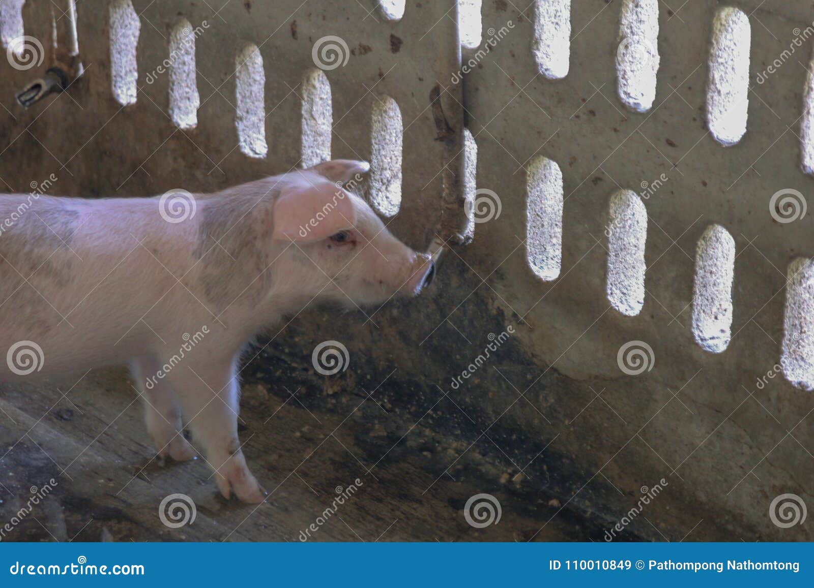 Piglet in the cage stock image. Image of breed, livestock - 110010849