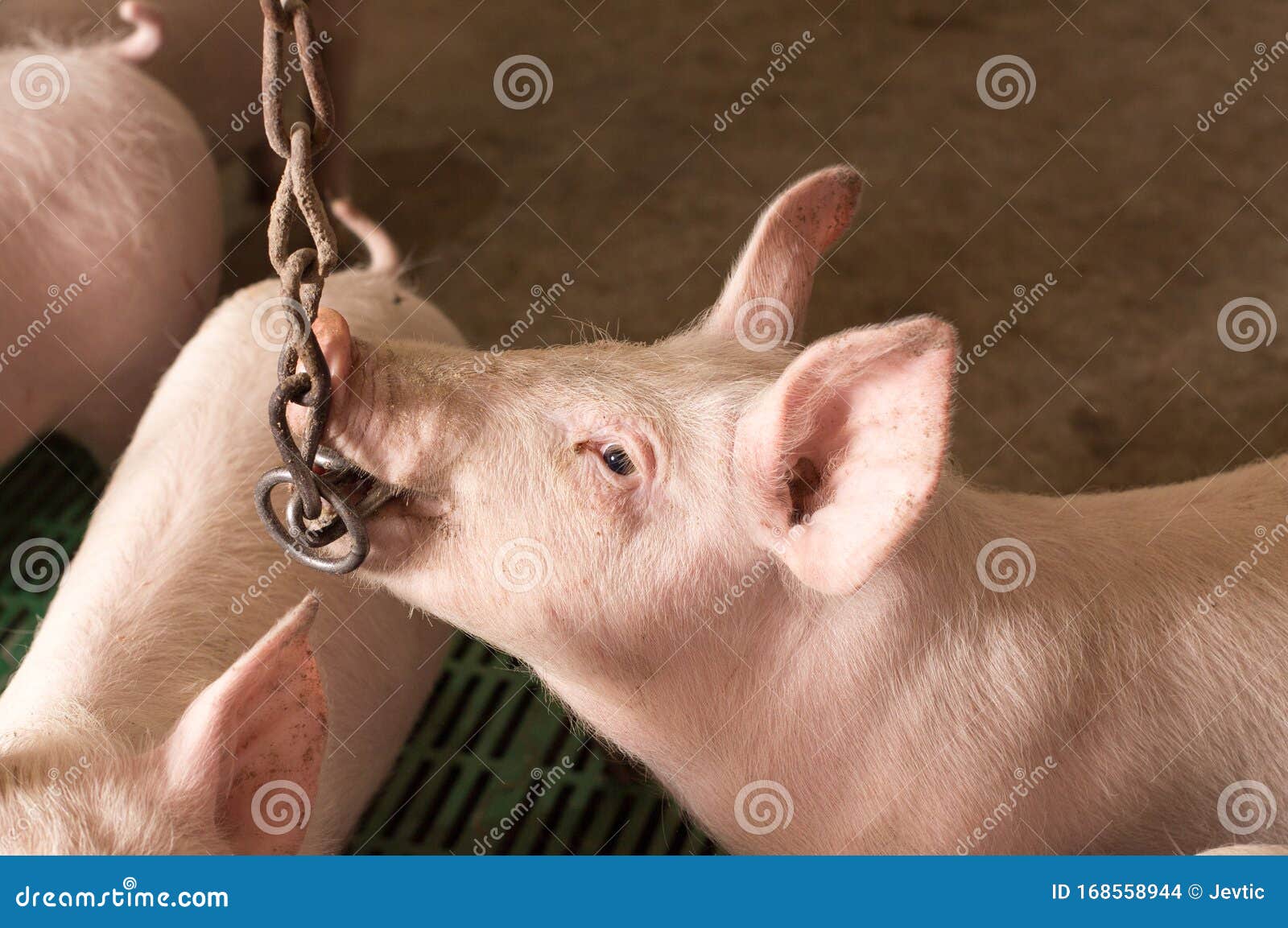 Piglet Chewing Chain in Stable Stock Photo - Image of animal, farm ...