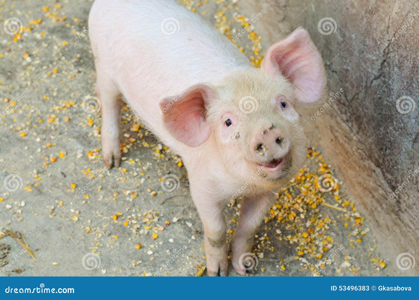 Piglet stock image. Image of animal, farmyard, closeup - 53496383