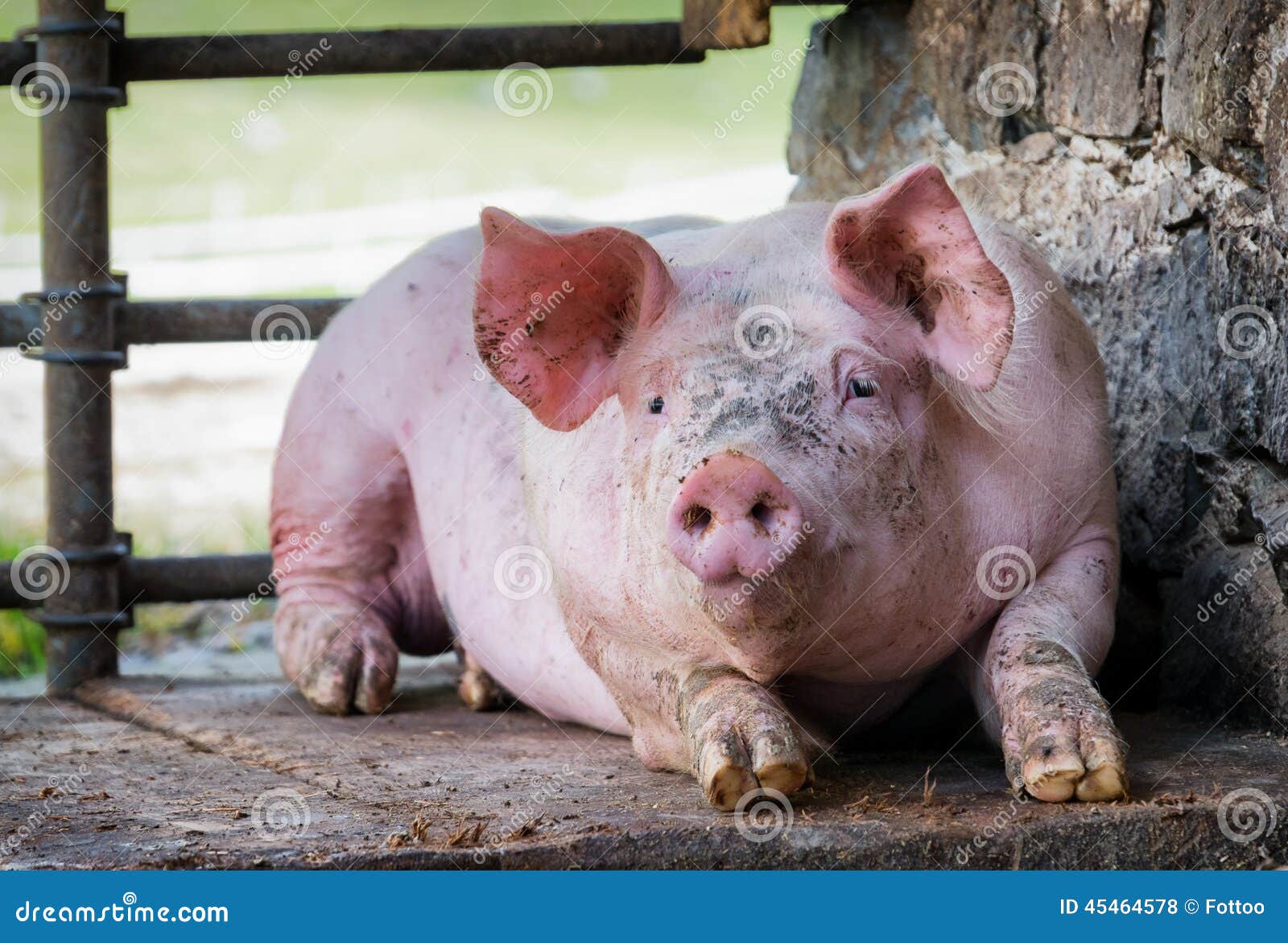 Piglet stock photo. Image of domestic, gray, looking - 45464578