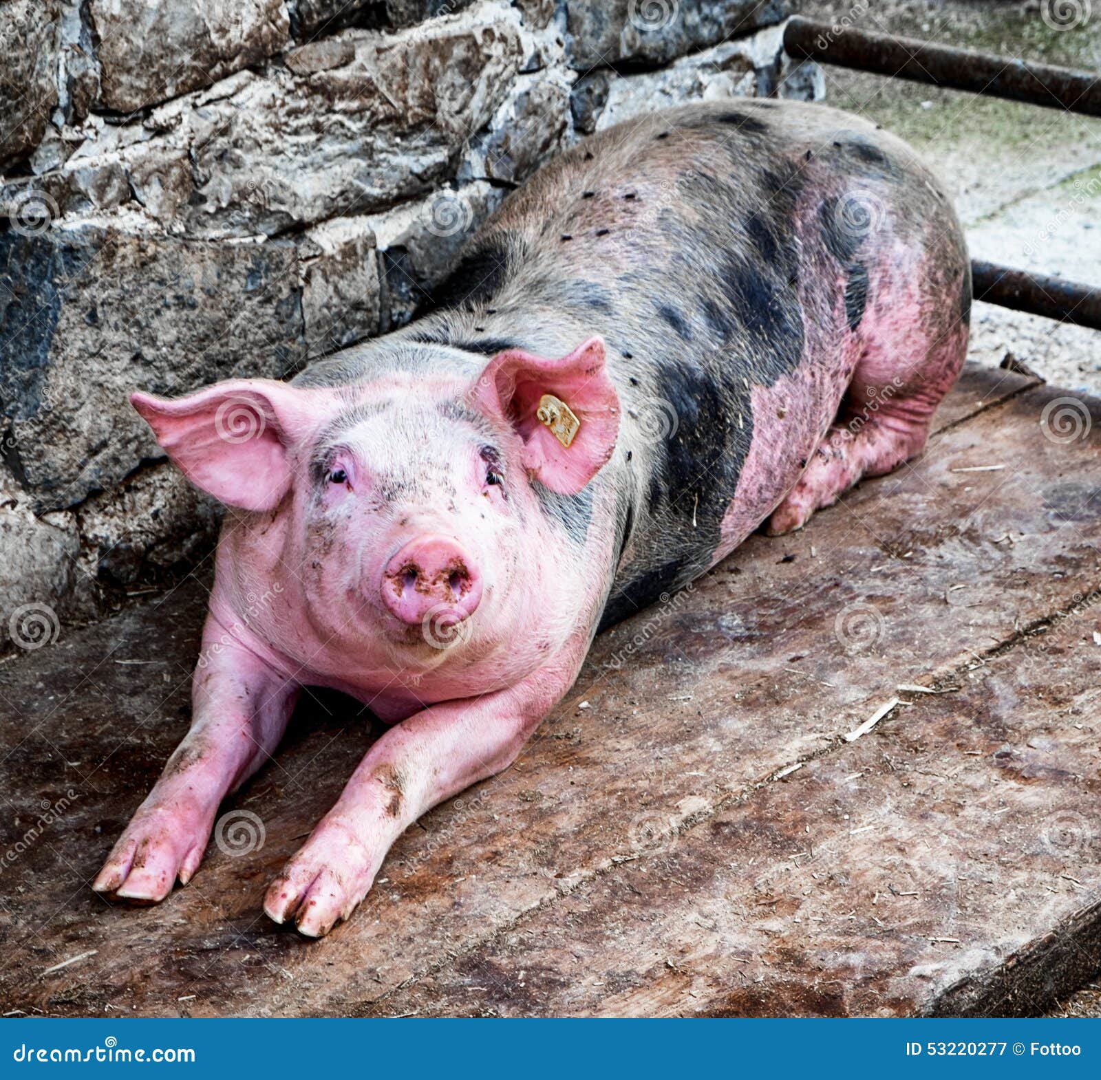 Piglet stock image. Image of view, mammal, pets, outdoors - 53220277