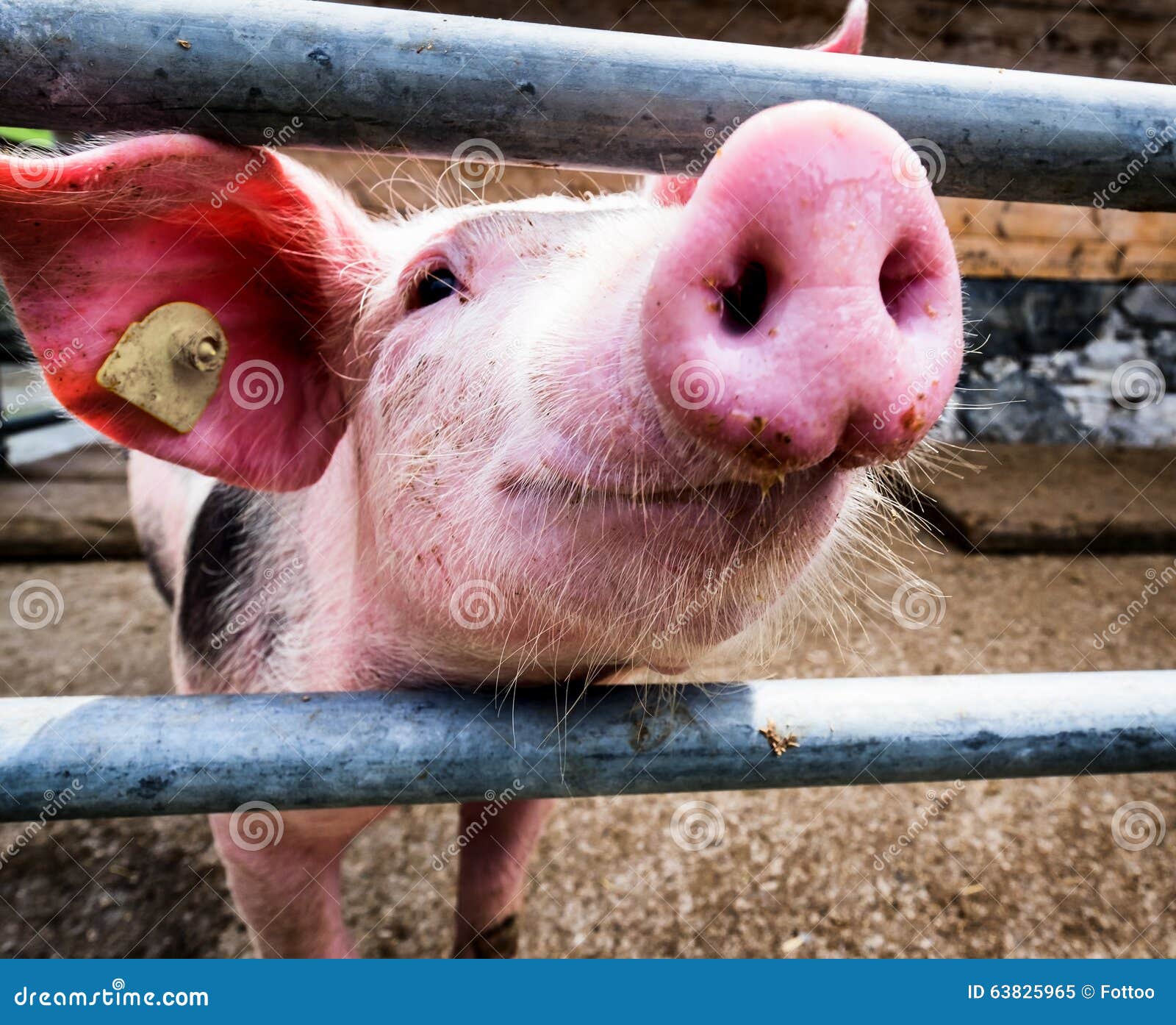 Piglet stock image. Image of pets, looking, gray, color - 63825965