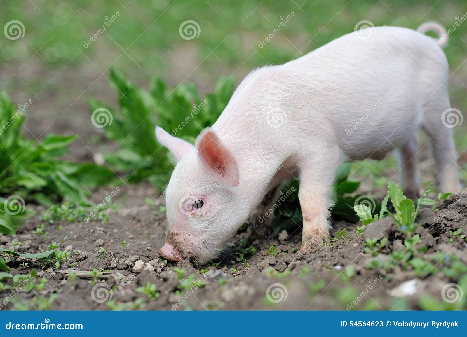 Piglet on farm stock image. Image of nature, field, mammal - 54564623