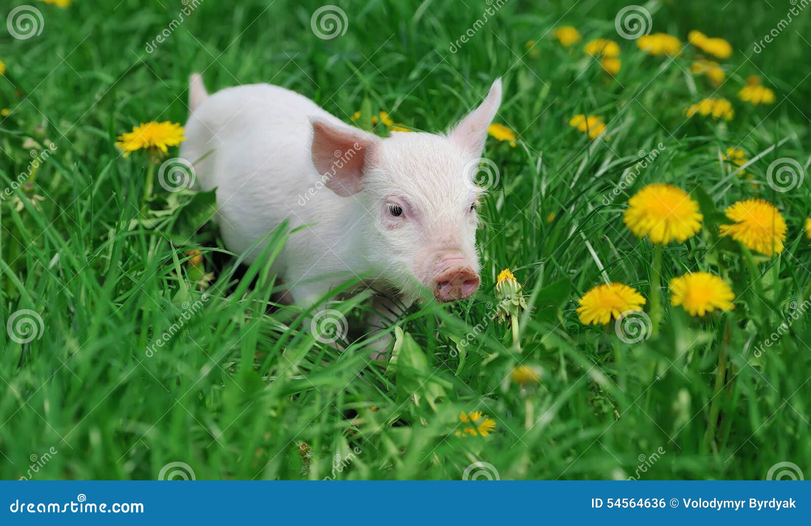 Piglet on farm stock photo. Image of background, boar - 54564636