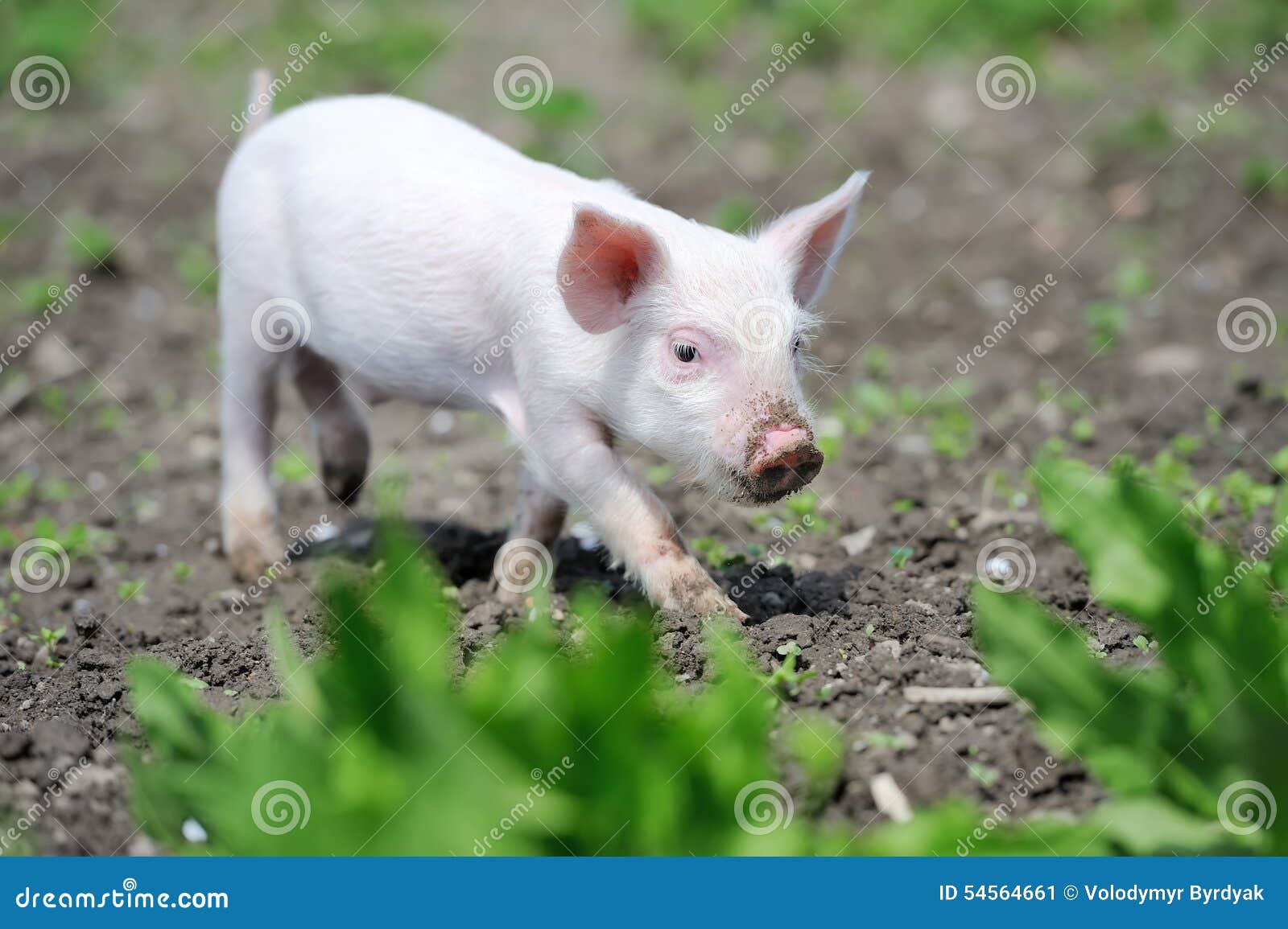 Piglet on farm stock image. Image of cattle, life, food - 54564661