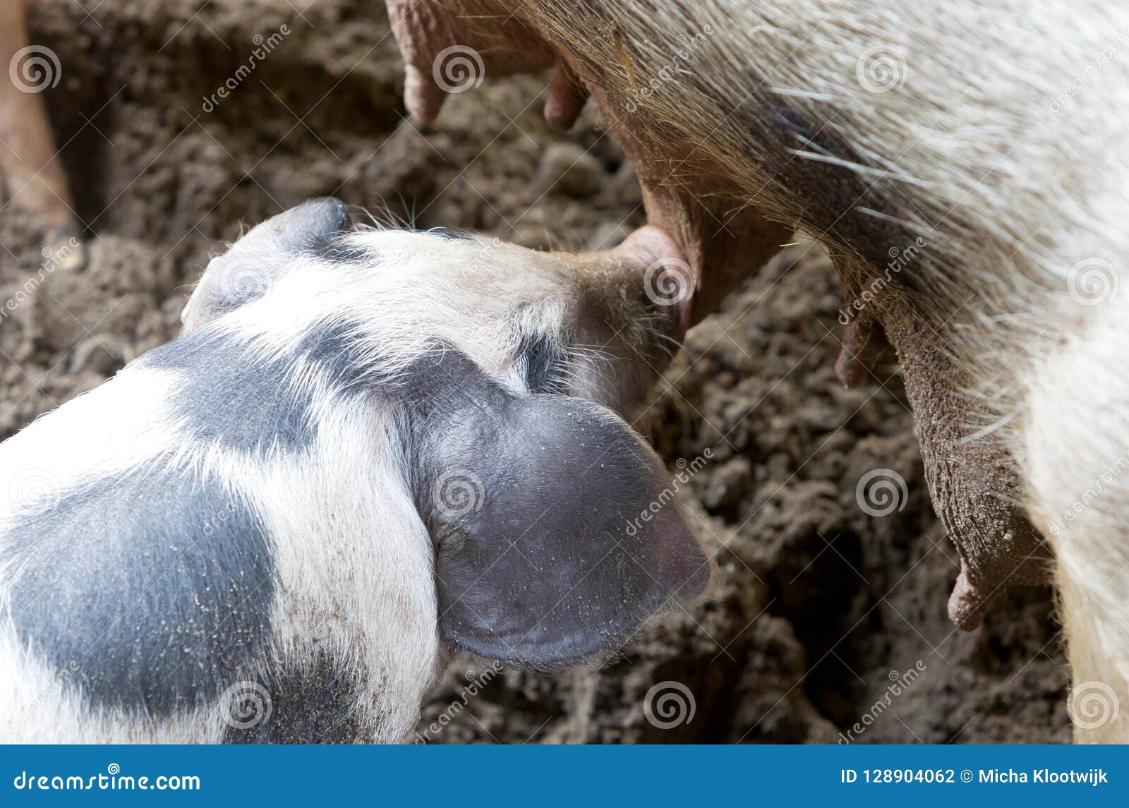 Piglet Feeding - Selective Focus Stock Photo - Image of farming, farm ...