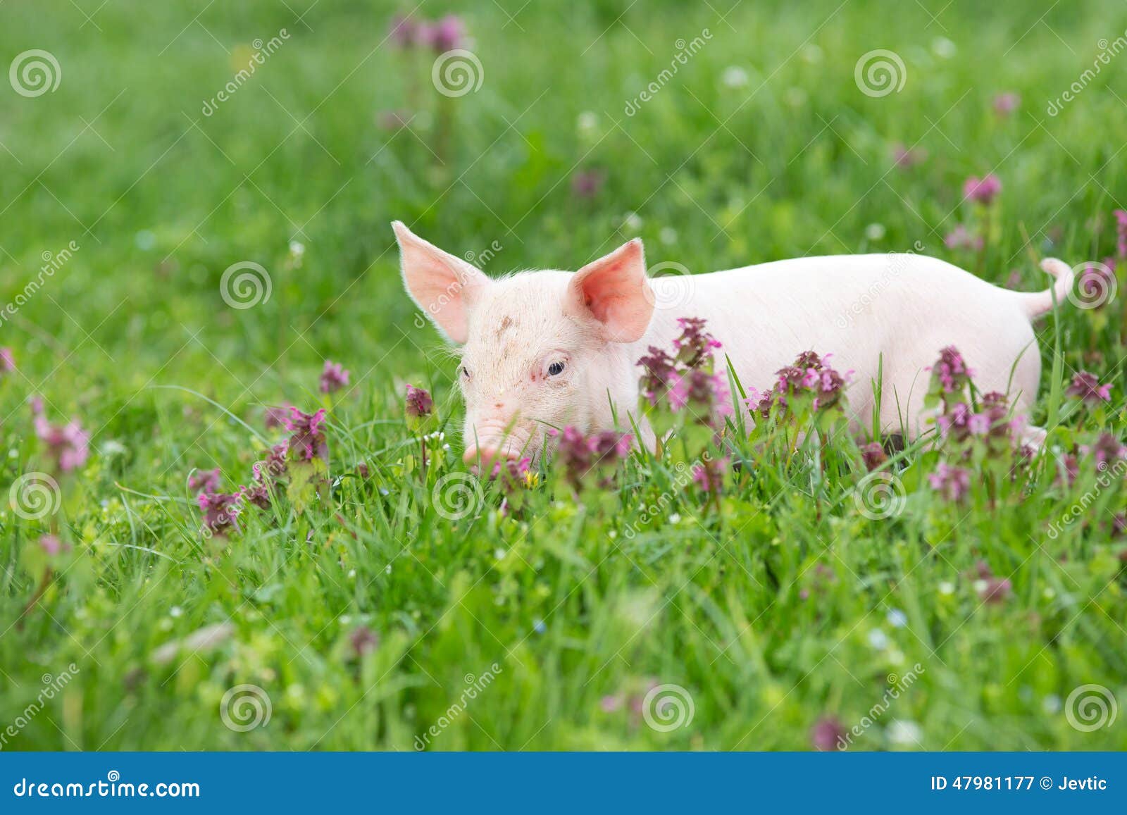 Piglet on grass stock image. Image of concept, muzzle - 47981177