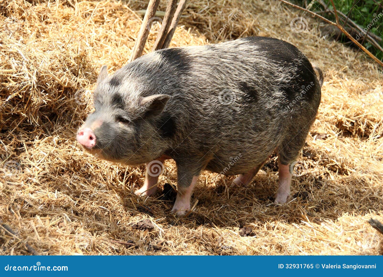 Piglet stock image. Image of breed, small, pets, smallest - 32931765