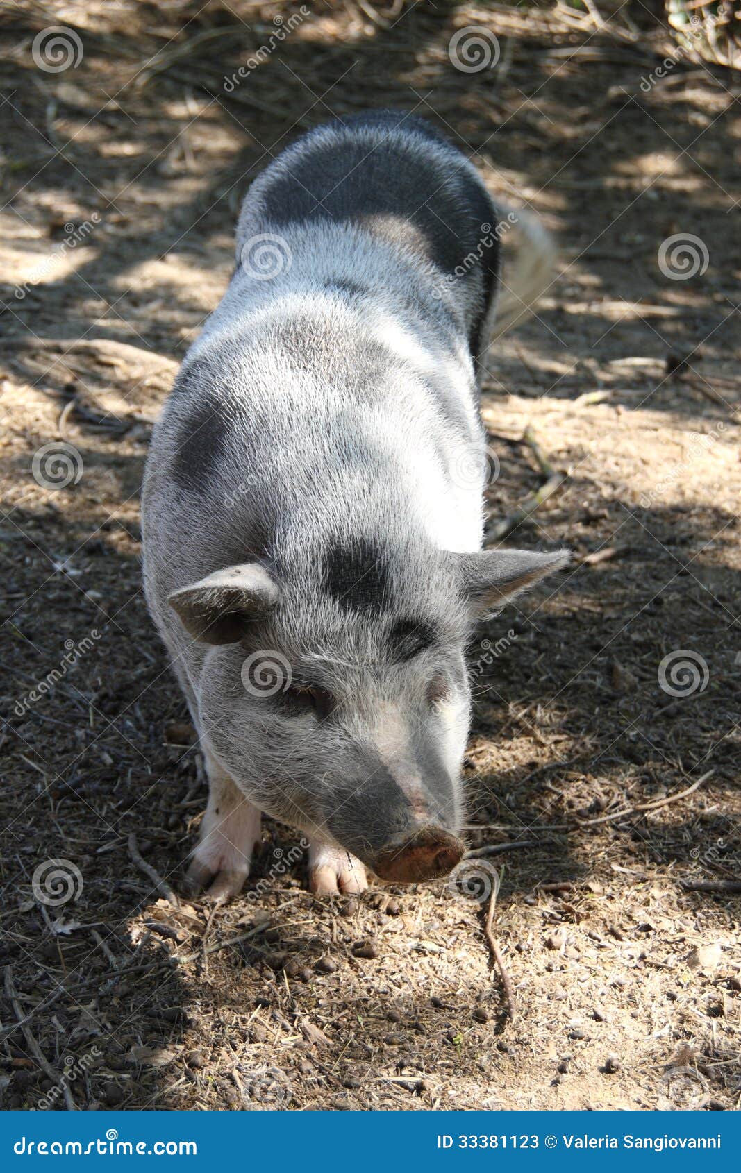 Piglet stock image. Image of pork, small, breeds, bacon - 33381123