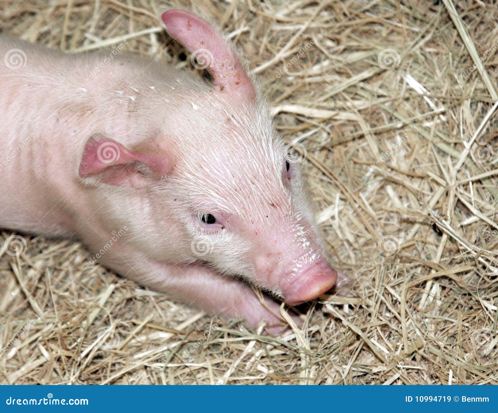 Piglet on hay stock image. Image of beautiful, cute, bacon - 10994719