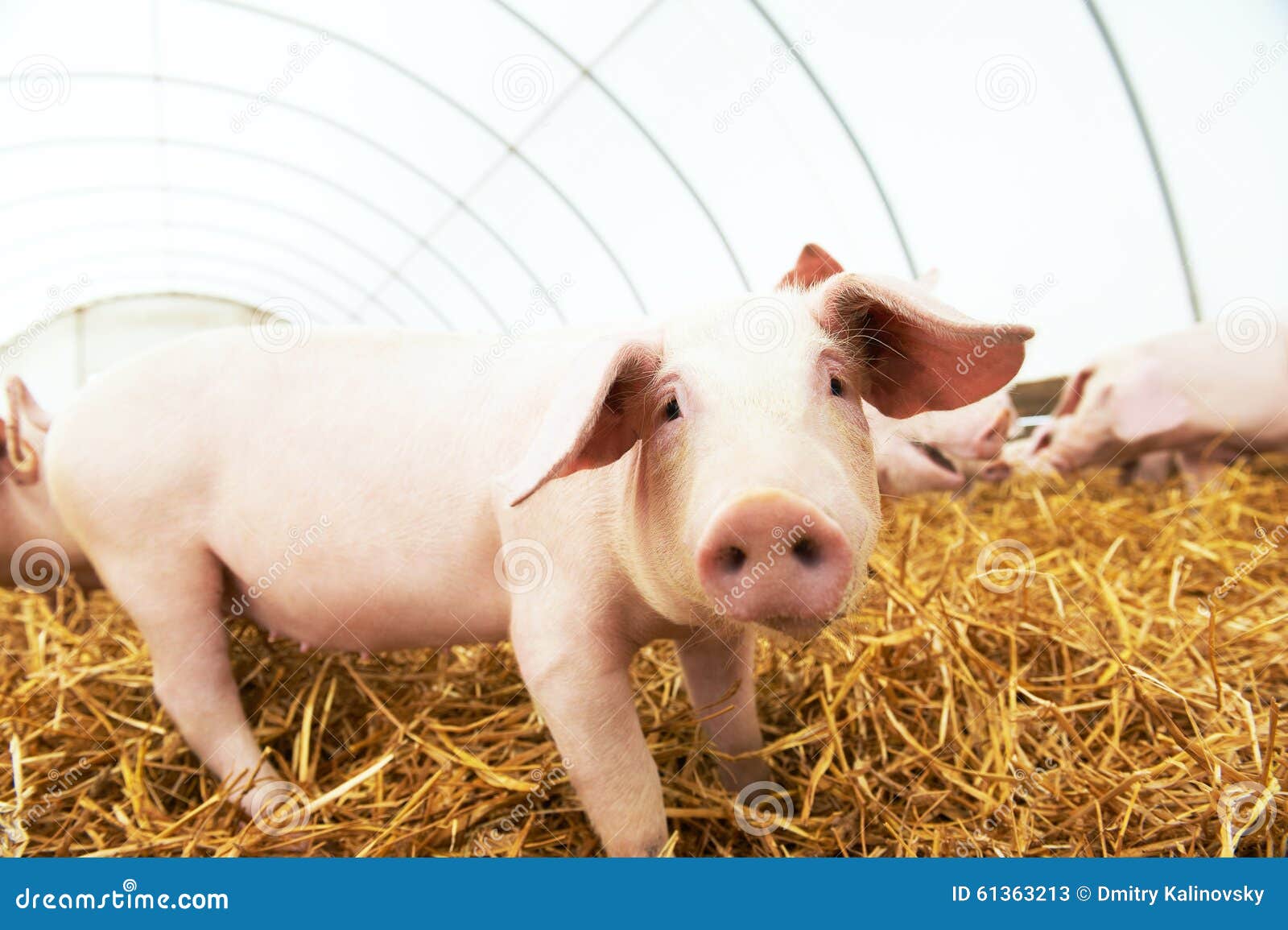 Piglet on Hay and Straw at Pig Breeding Farm Stock Image - Image of ...