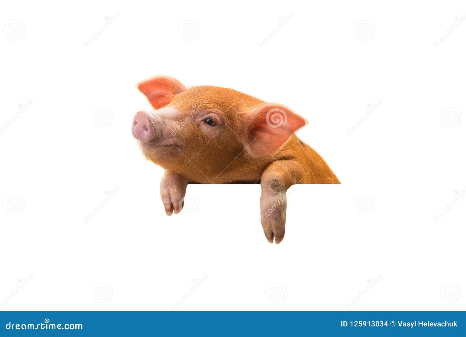 Real Piglet White Background