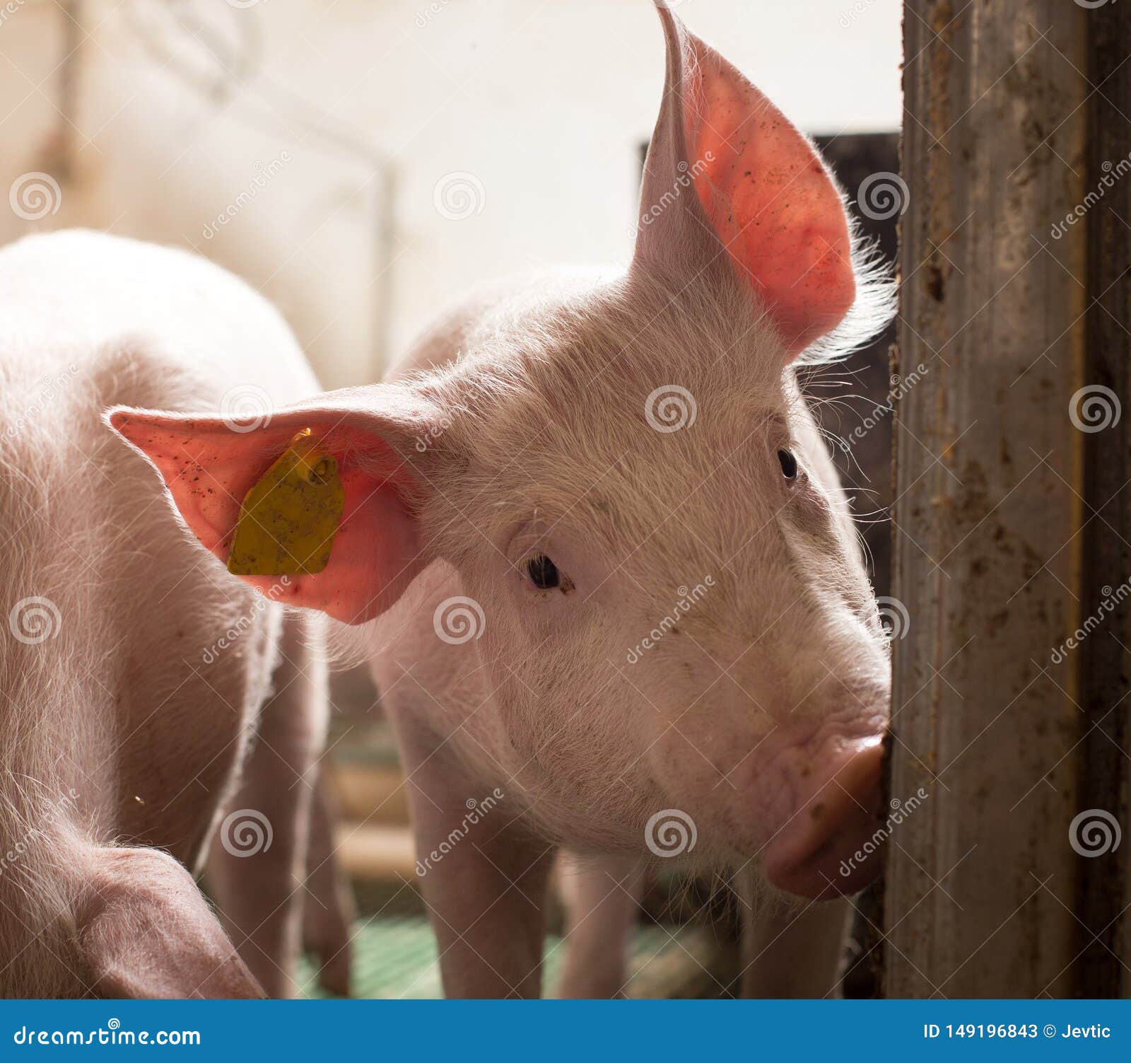 Piglet Looking at Camera in Stable Stock Image - Image of mammal, white ...