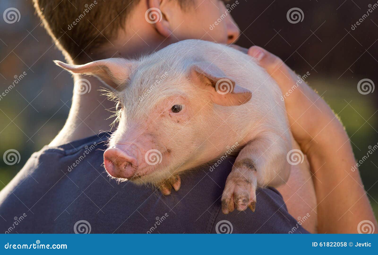 Piglet on man s shoulder stock photo. Image of close - 61822058