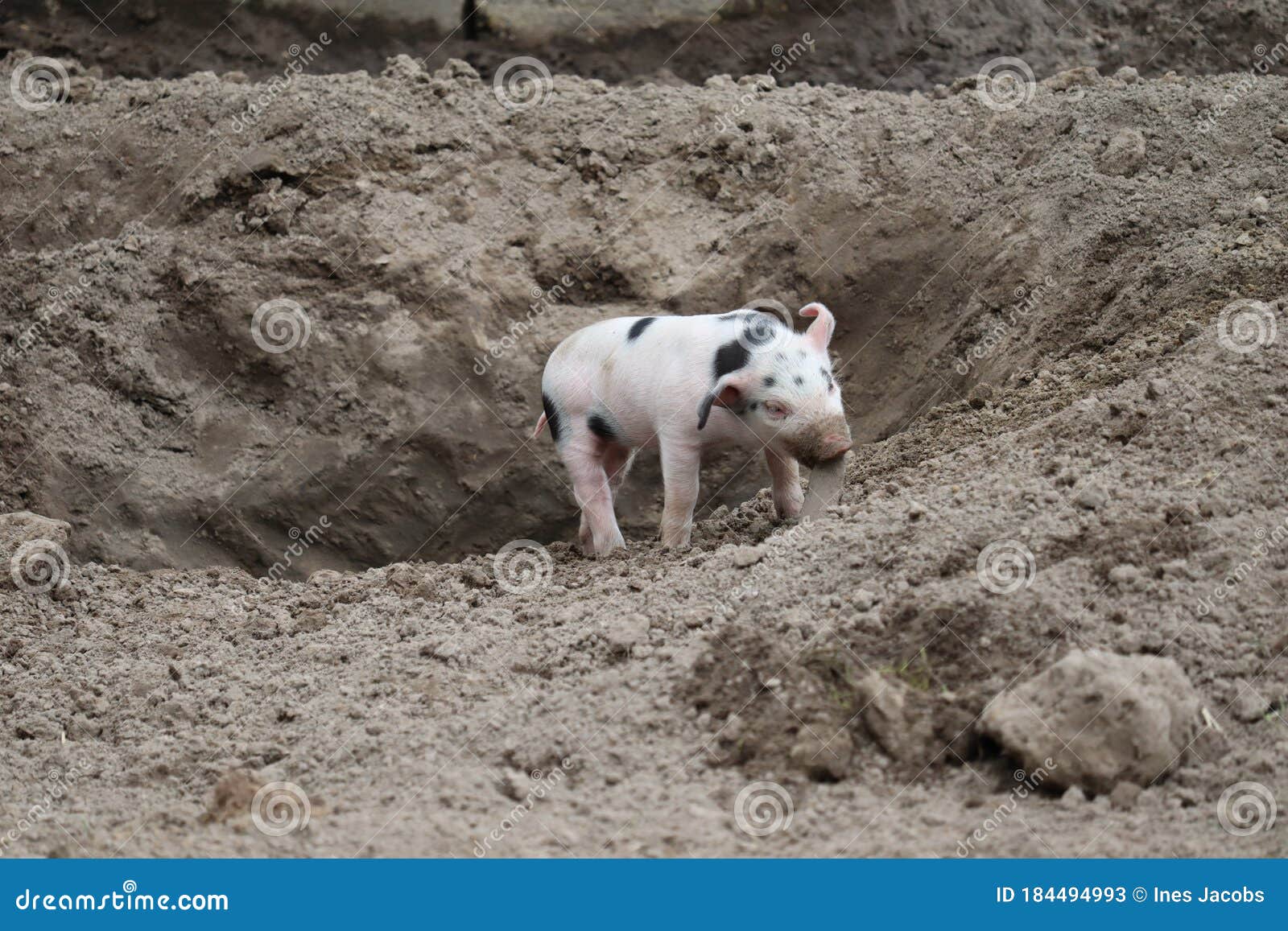 Piglet in mud stock image. Image of animal, playing - 184494993
